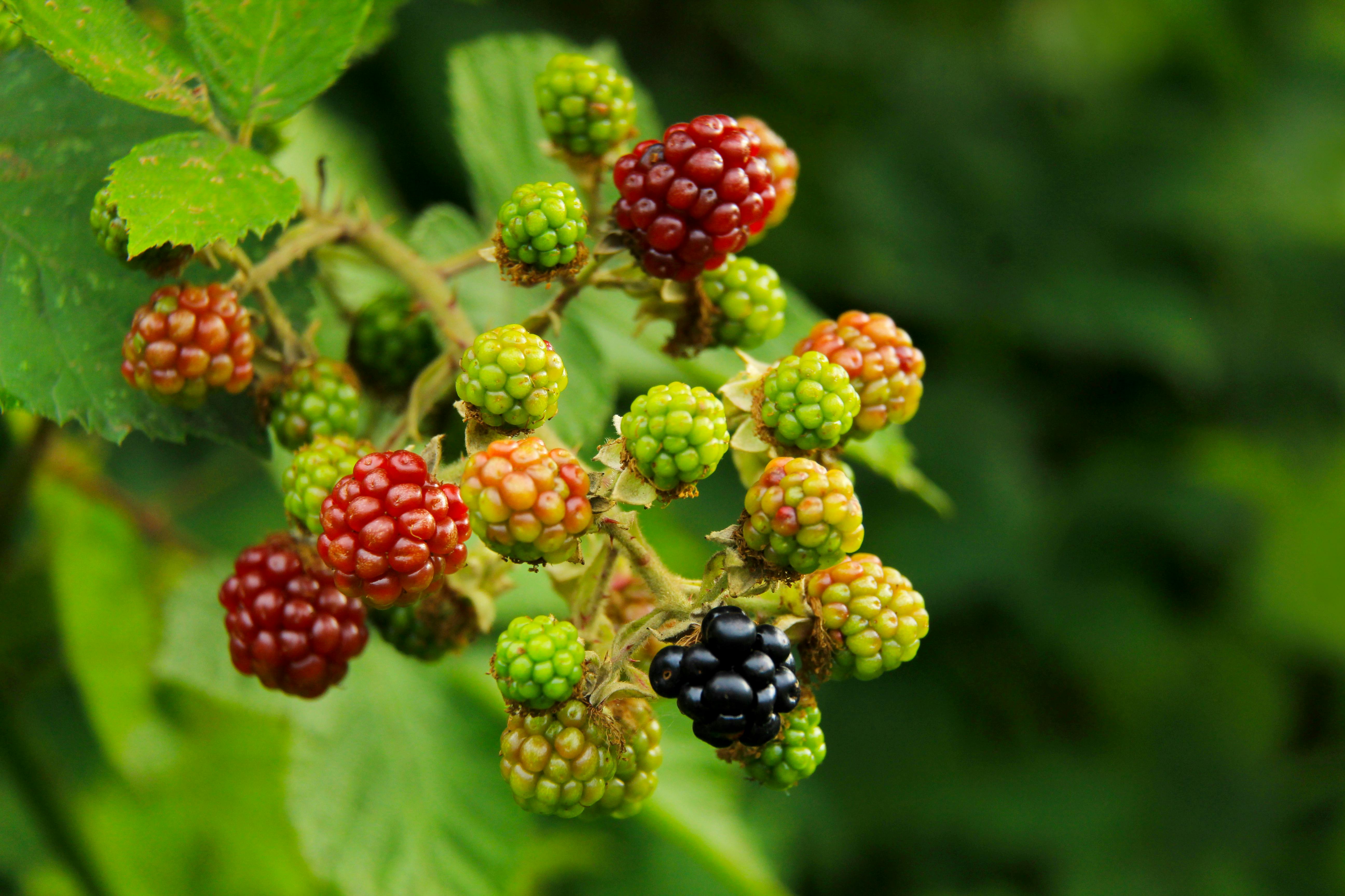 Berries in Nature · Free Stock Photo