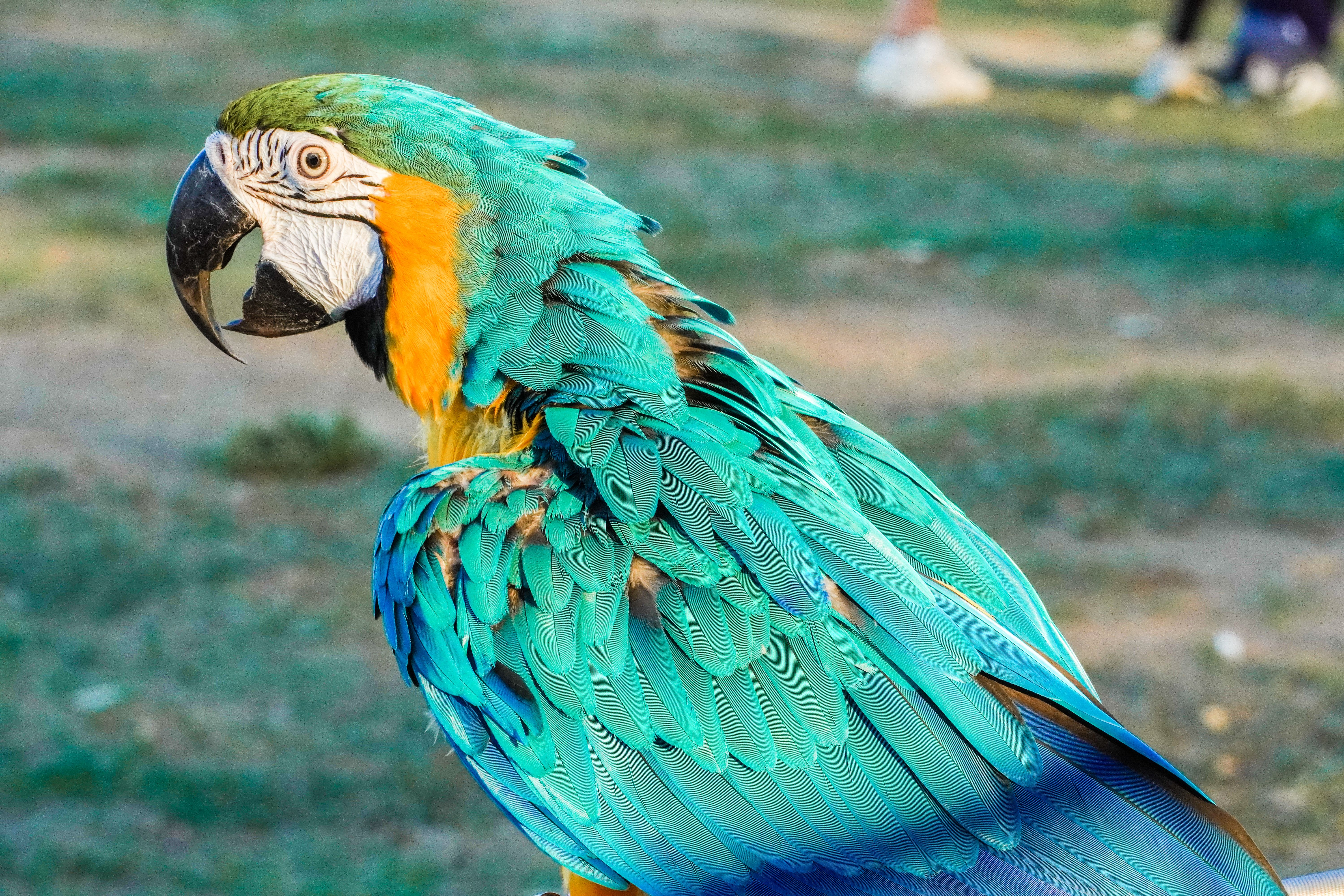 Close-up Photo Blue-and-yellow Macaw · Free Stock Photo
