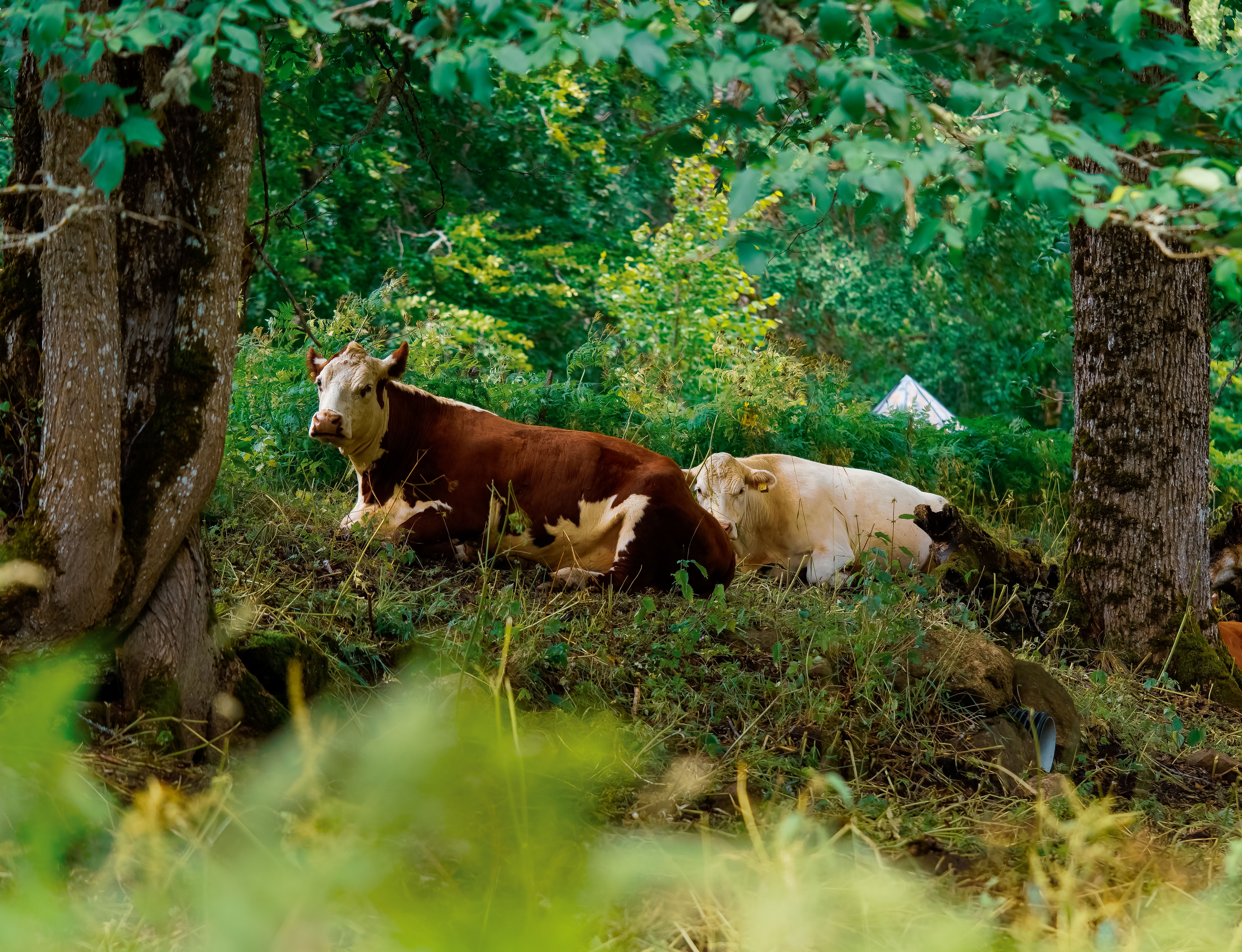 Cows Walking in Forest · Free Stock Photo