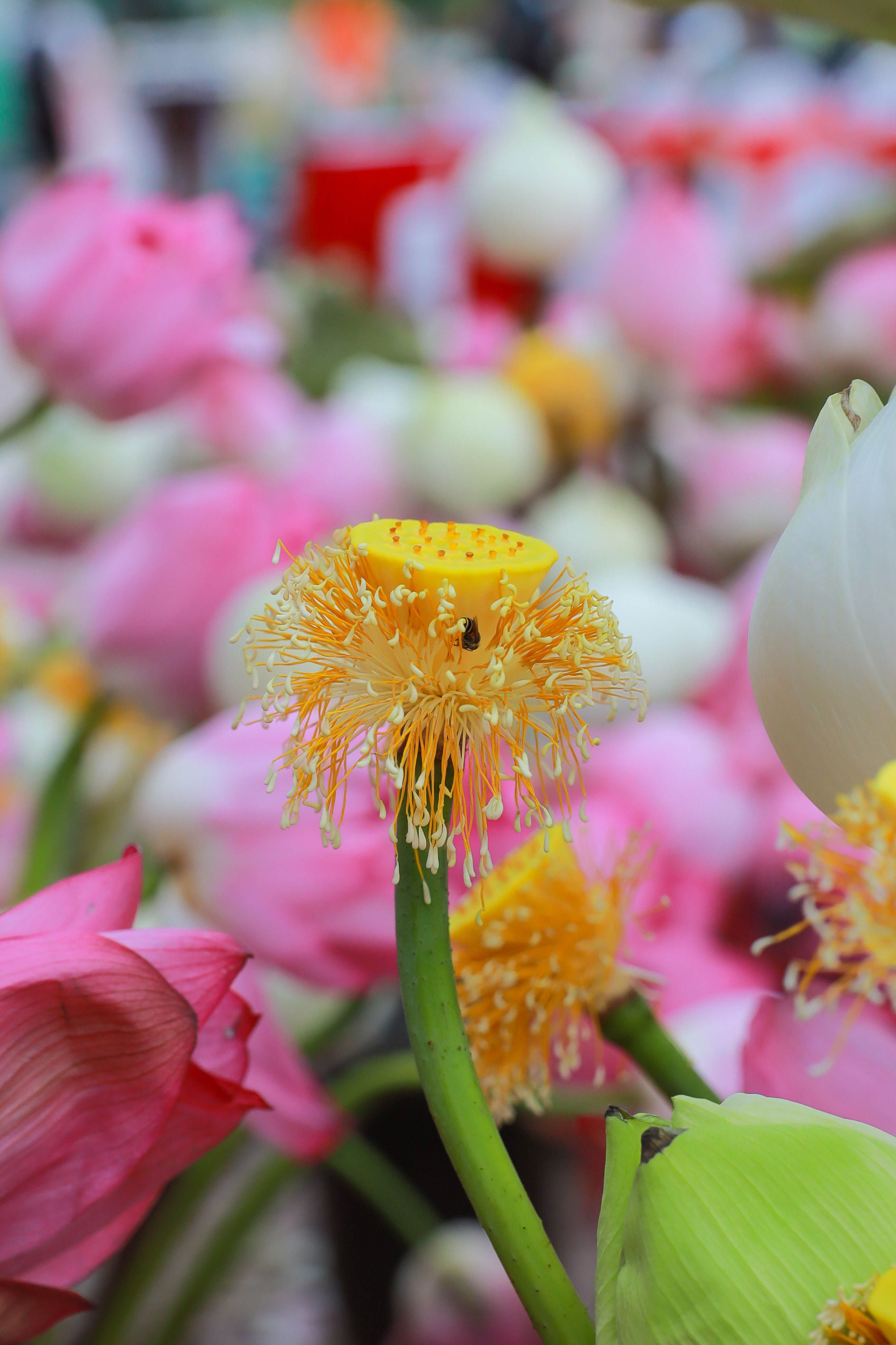 Close up of a Flower · Free Stock Photo