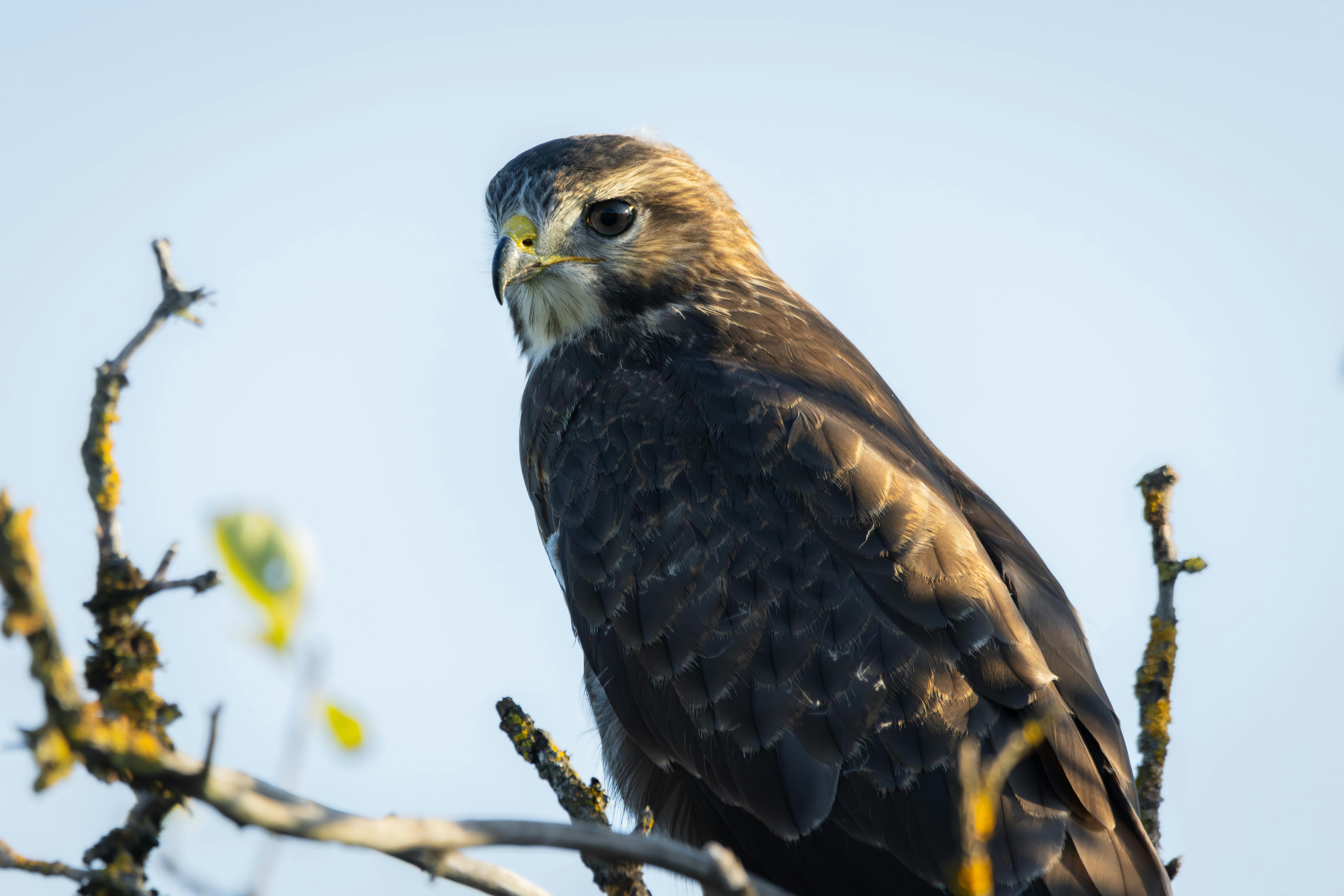 Majestic Hawk Perched in the Morning Sun · Free Stock Photo