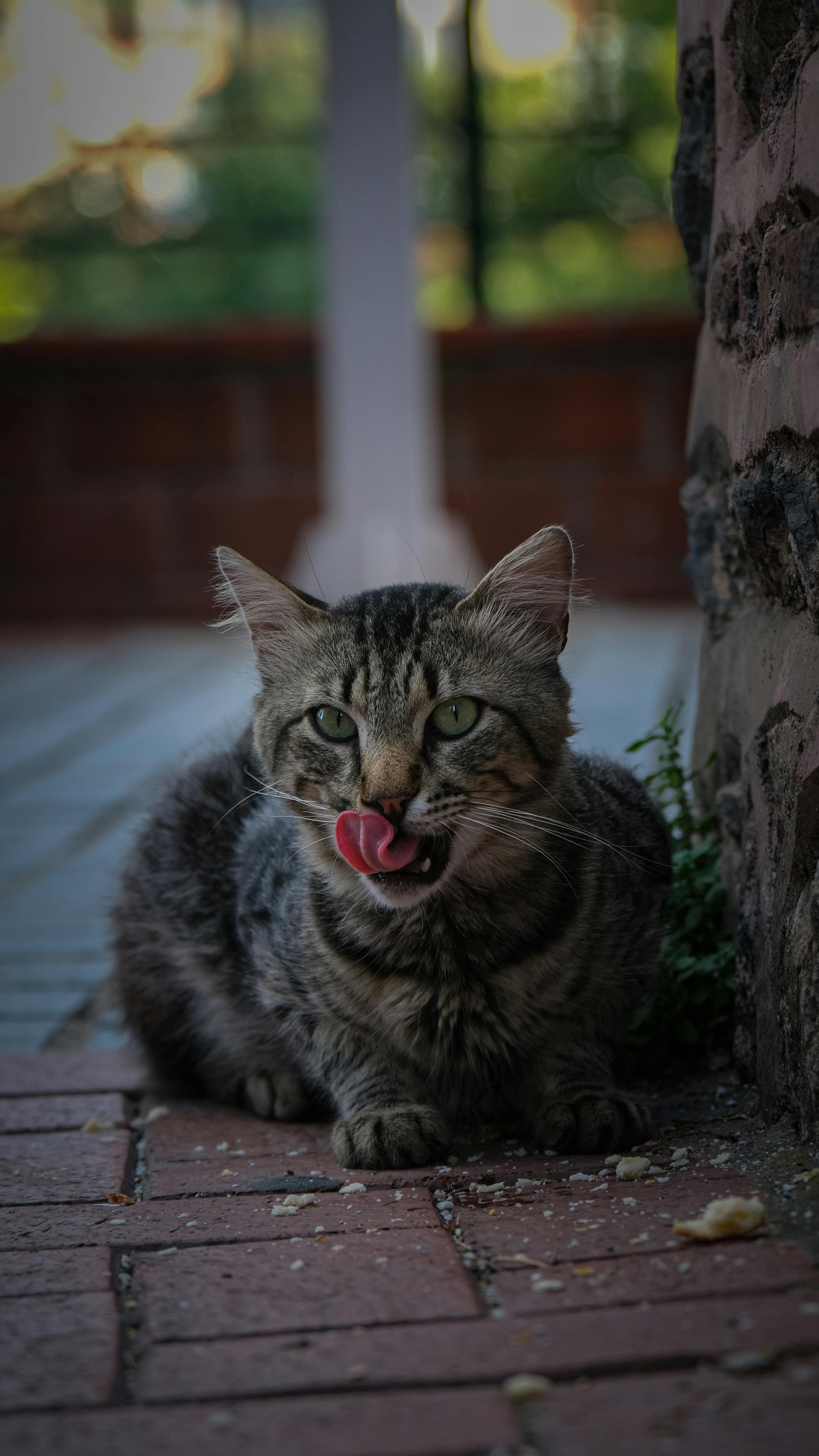 Ear Against Wall Photos, Download The BEST Free Ear Against Wall Stock ...