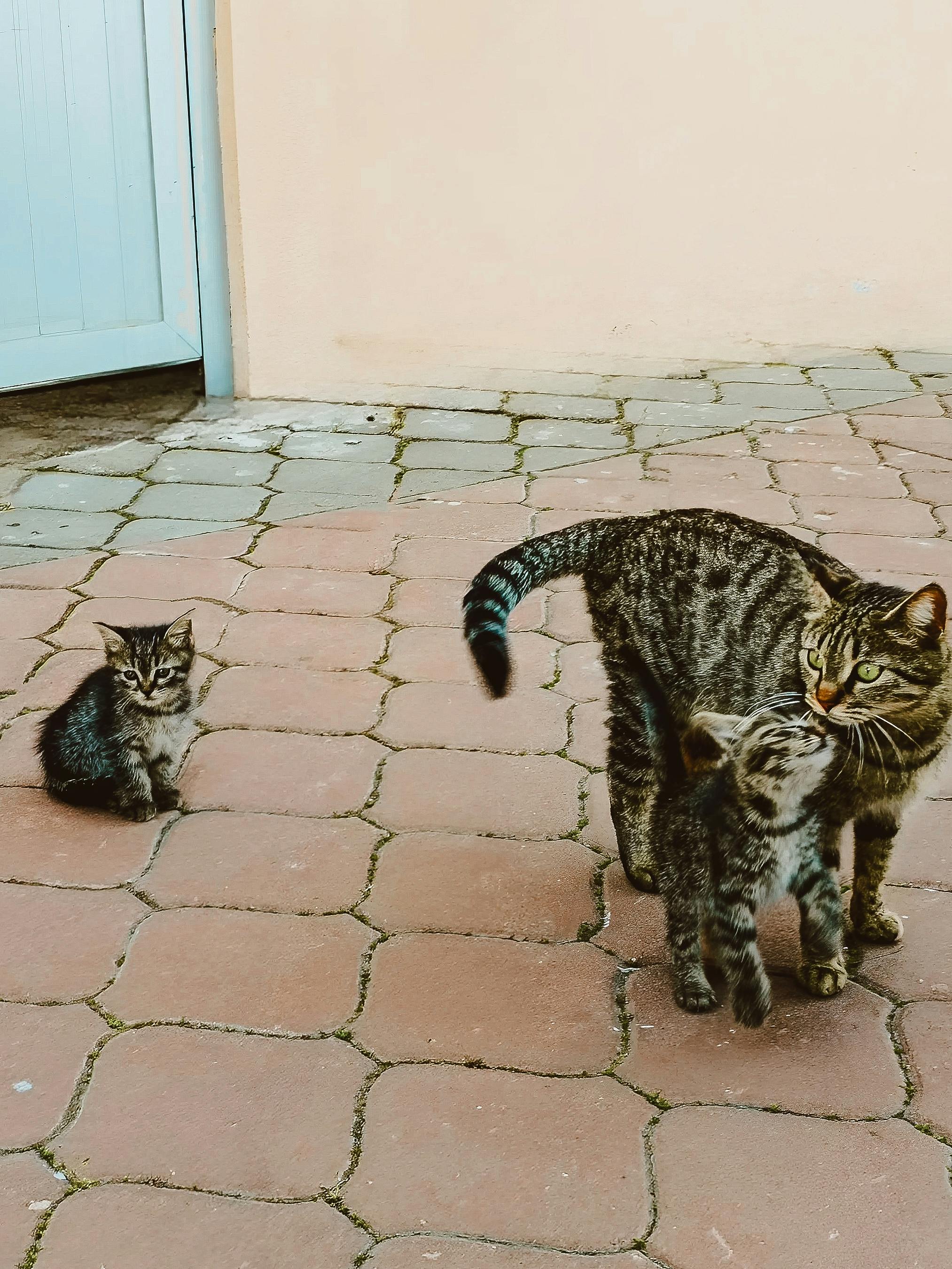 cats · Free Stock Photo