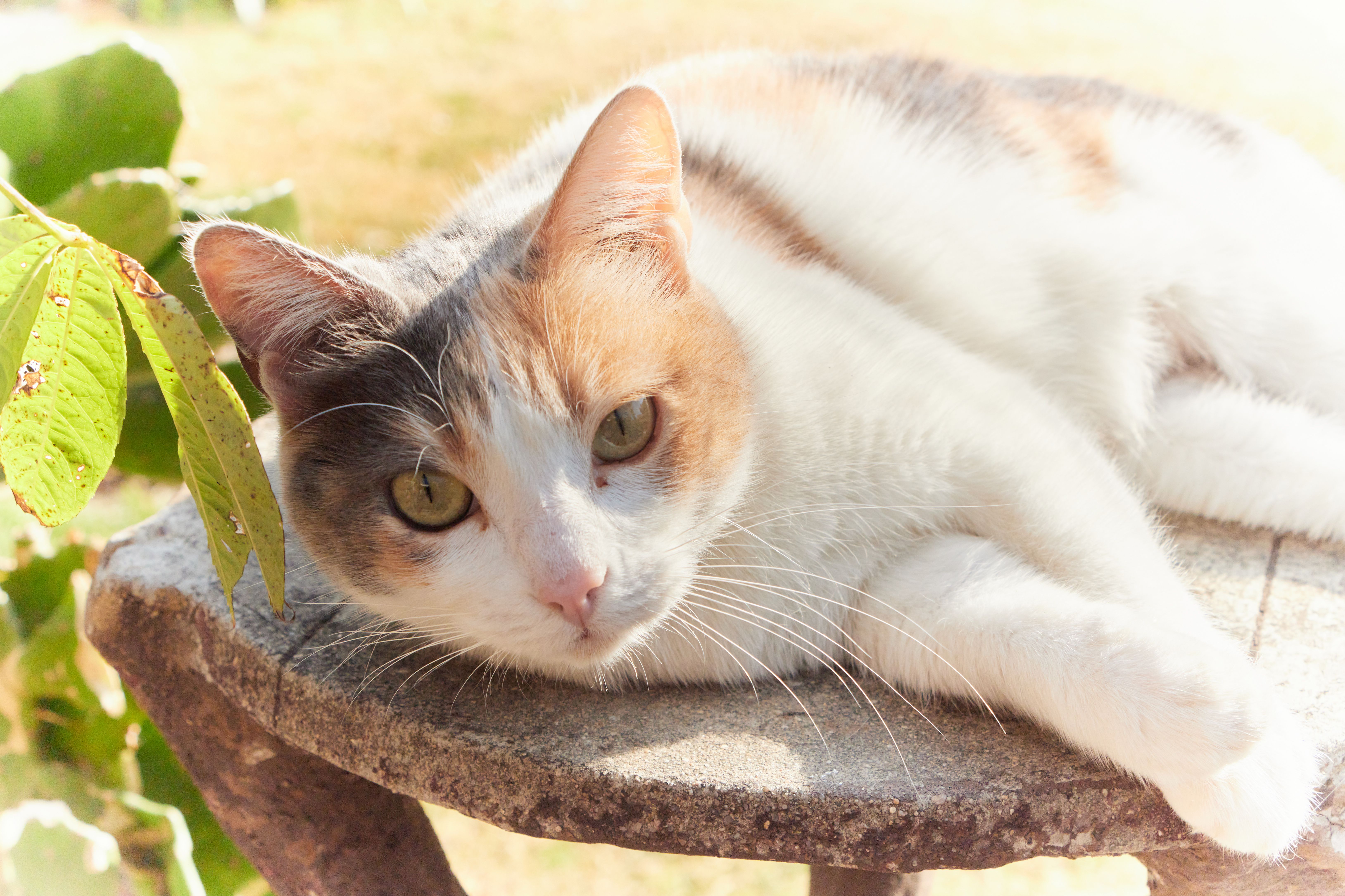 A calico cat laying on a wooden table · Free Stock Photo
