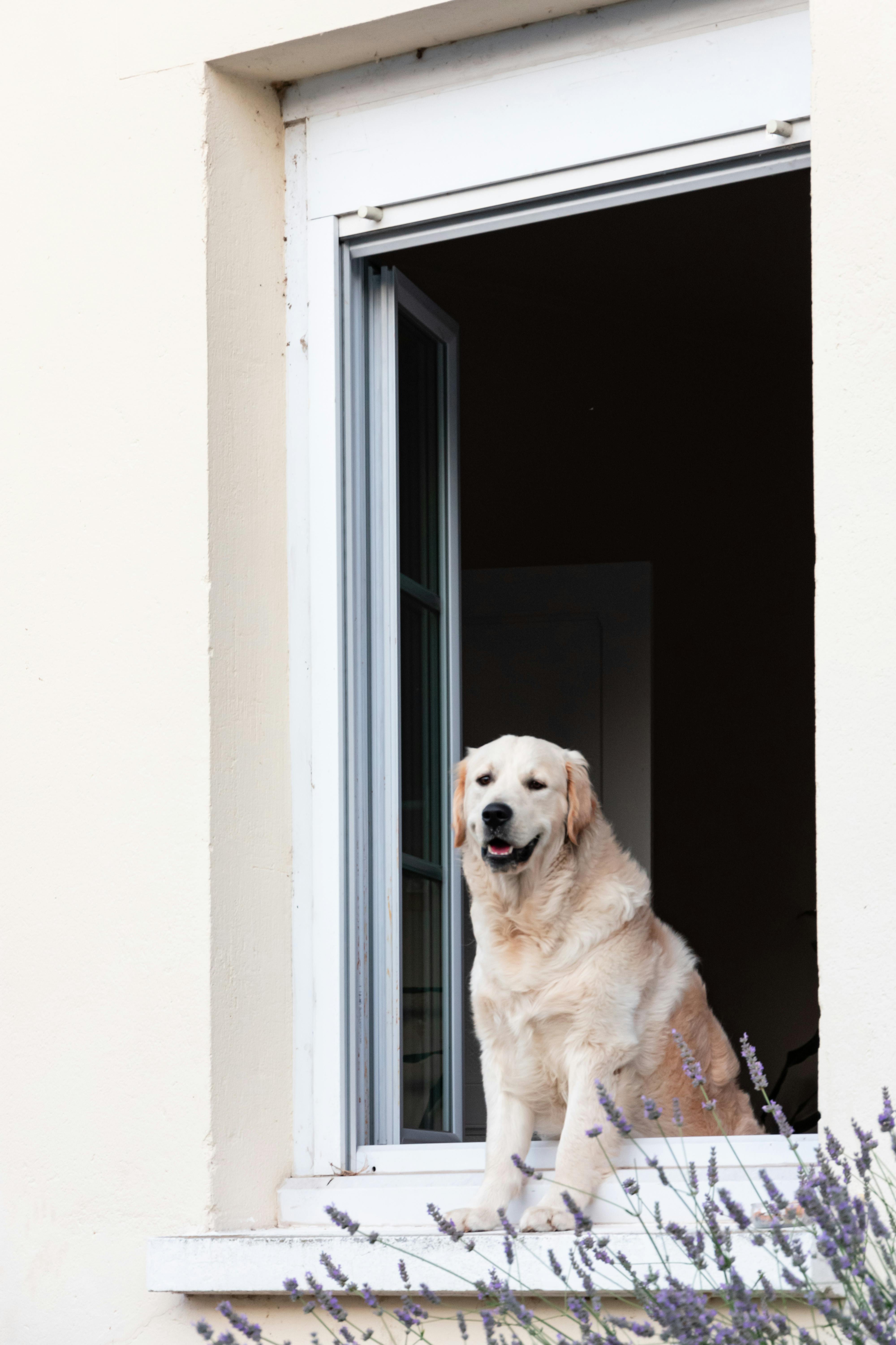White Dog in a Window · Free Stock Photo