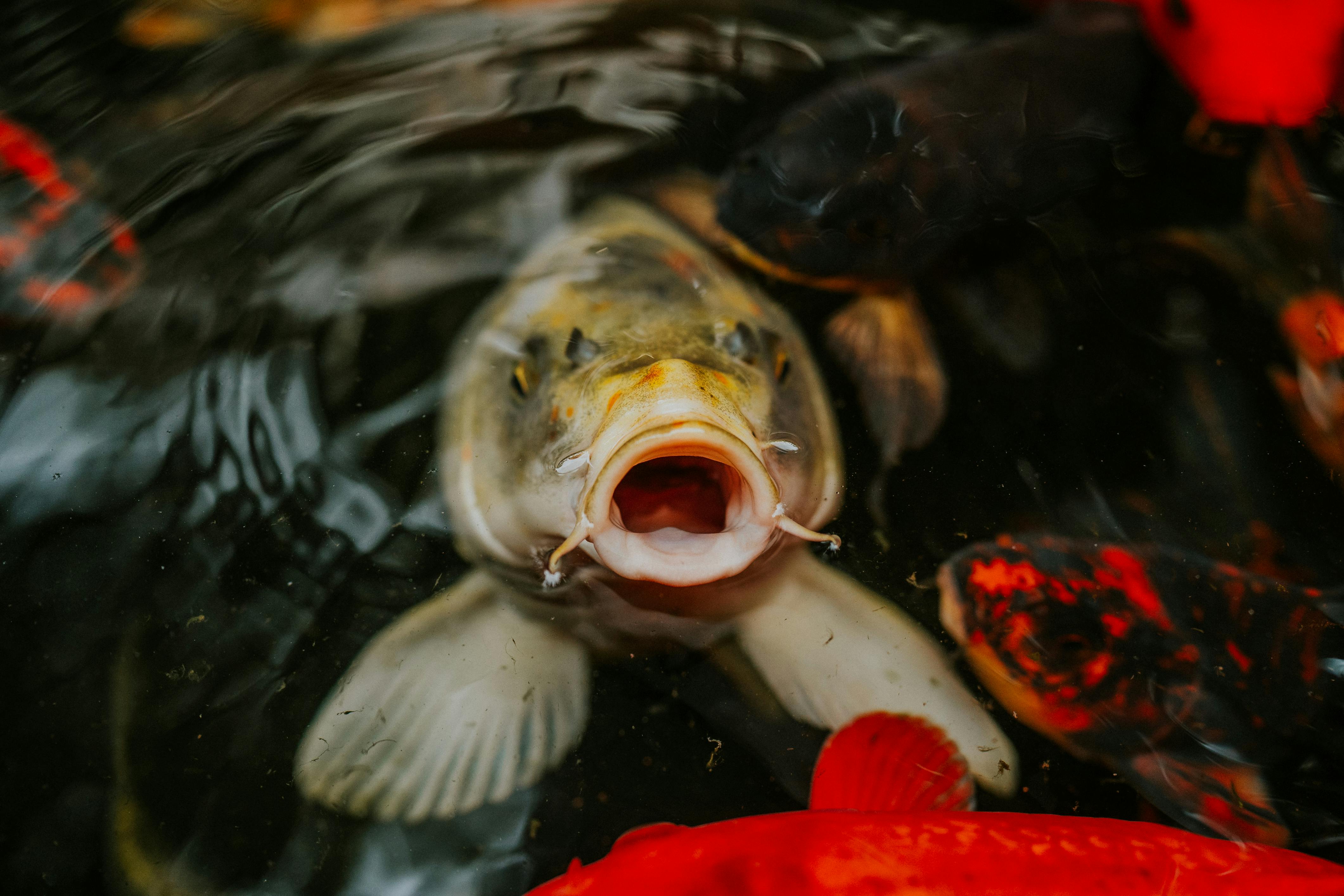 Head of Carp in Water · Free Stock Photo
