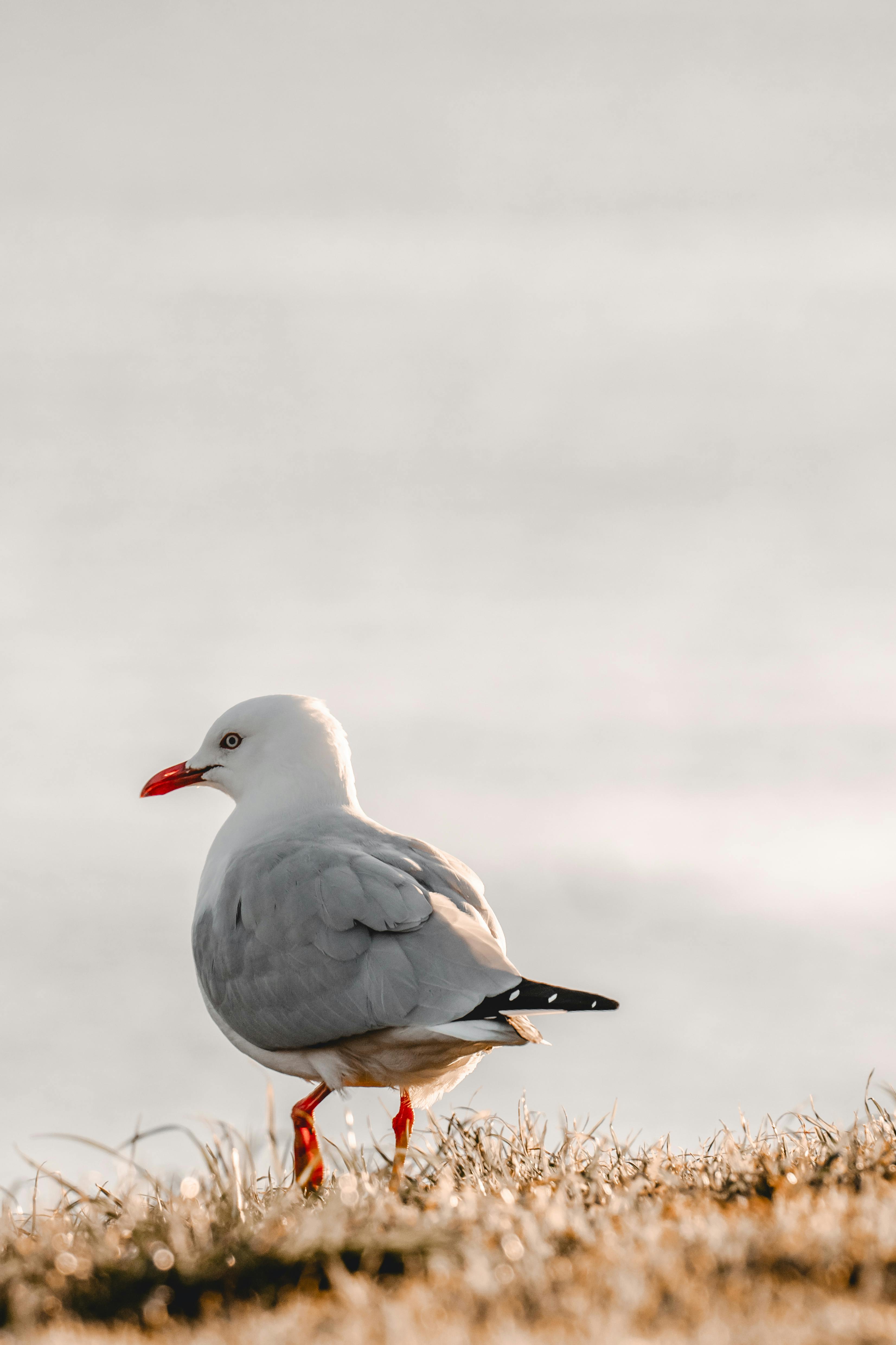Back View of Seagull · Free Stock Photo