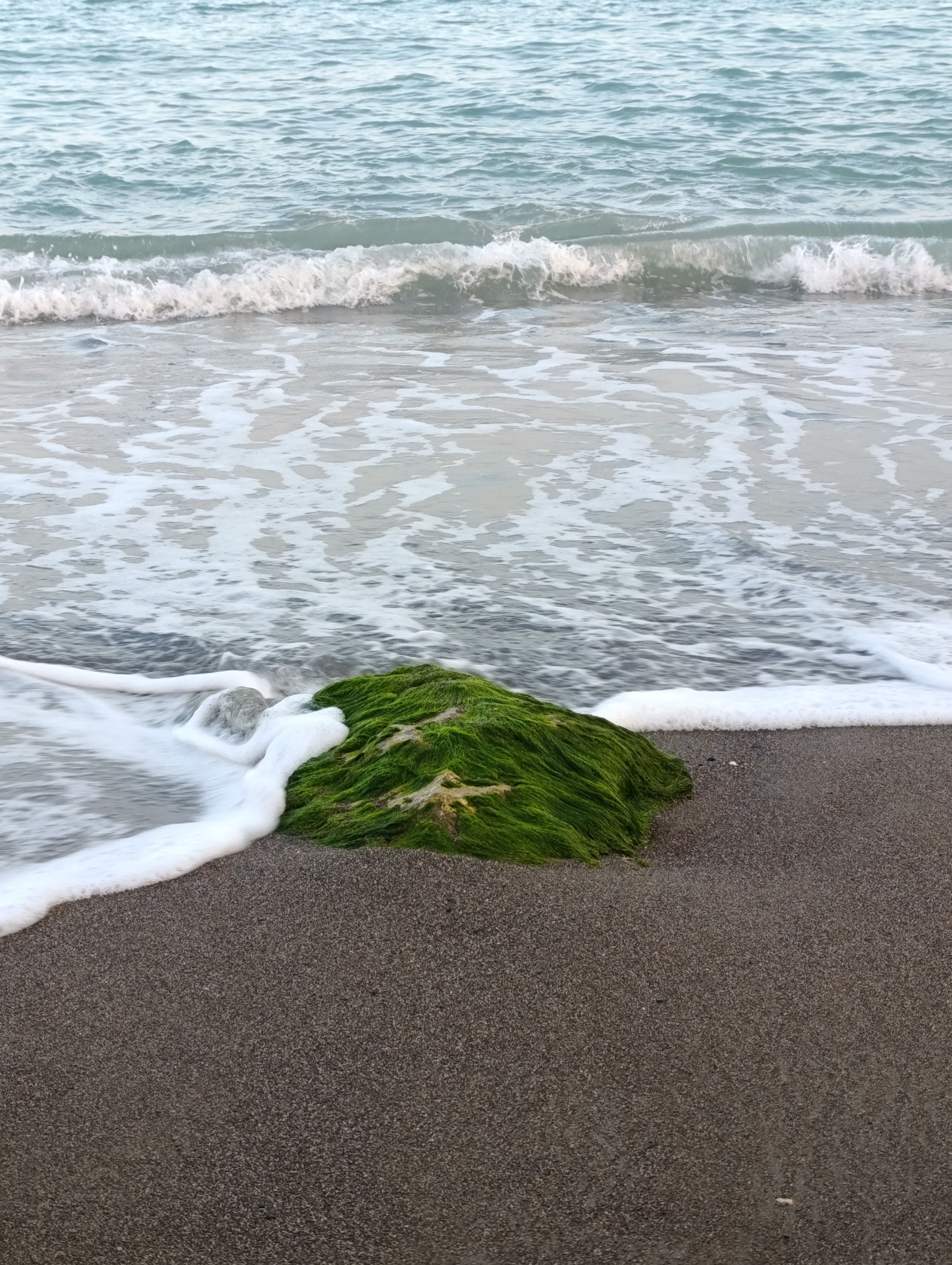 Moss on Rock on Sea Shore · Free Stock Photo