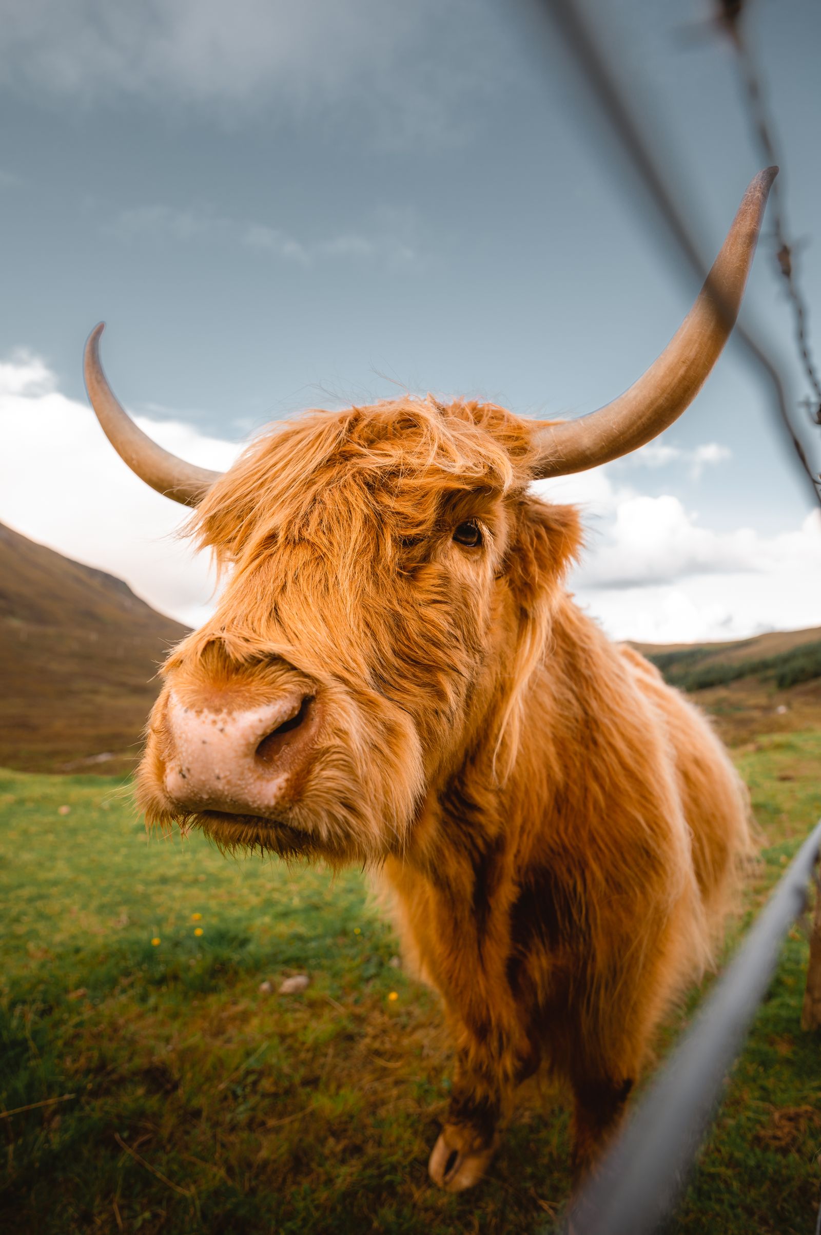 Highland Cow Screensaver Photos, Download The BEST Free Highland Cow ...