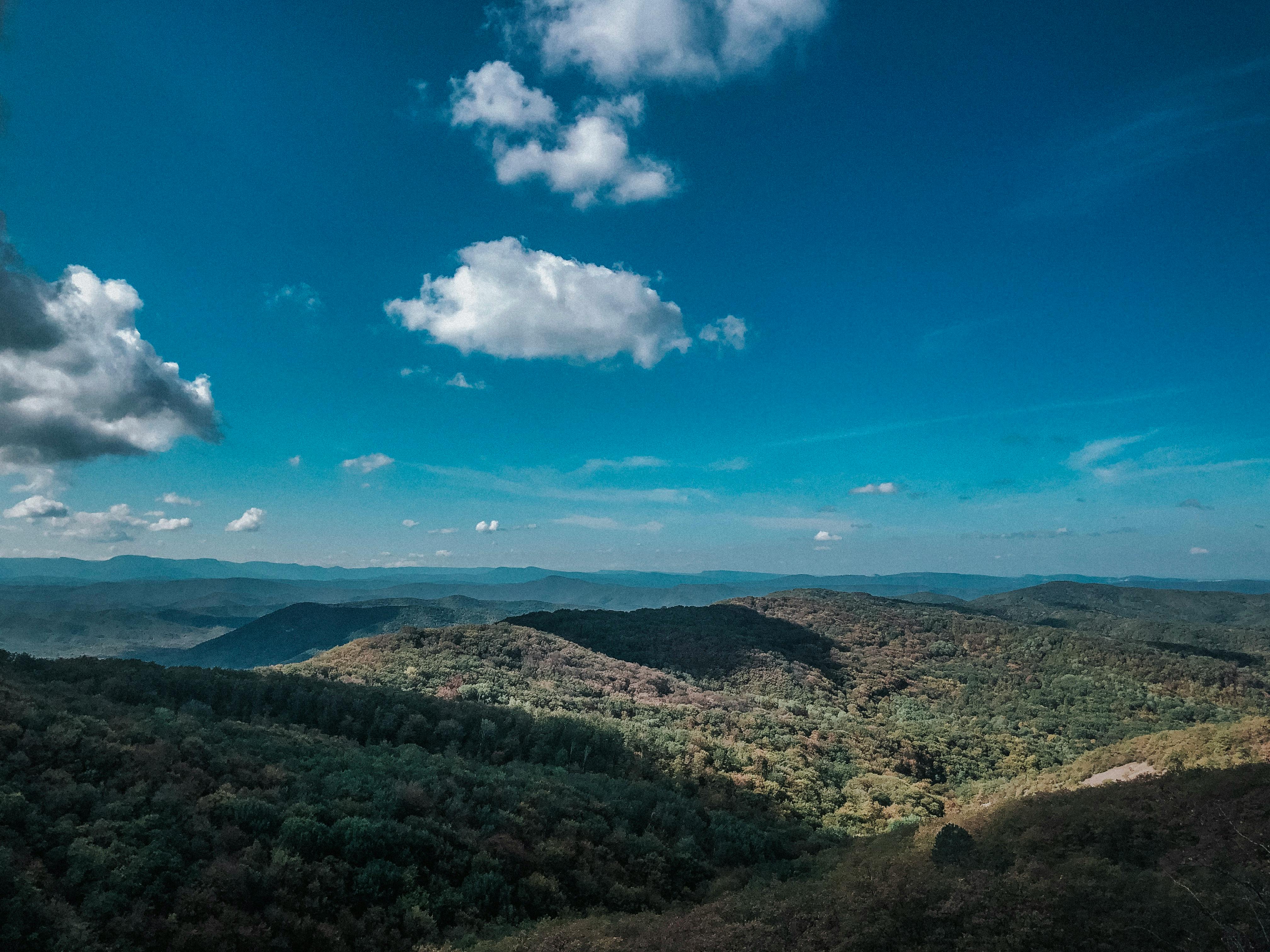 Ambam Gorilla - Photographie