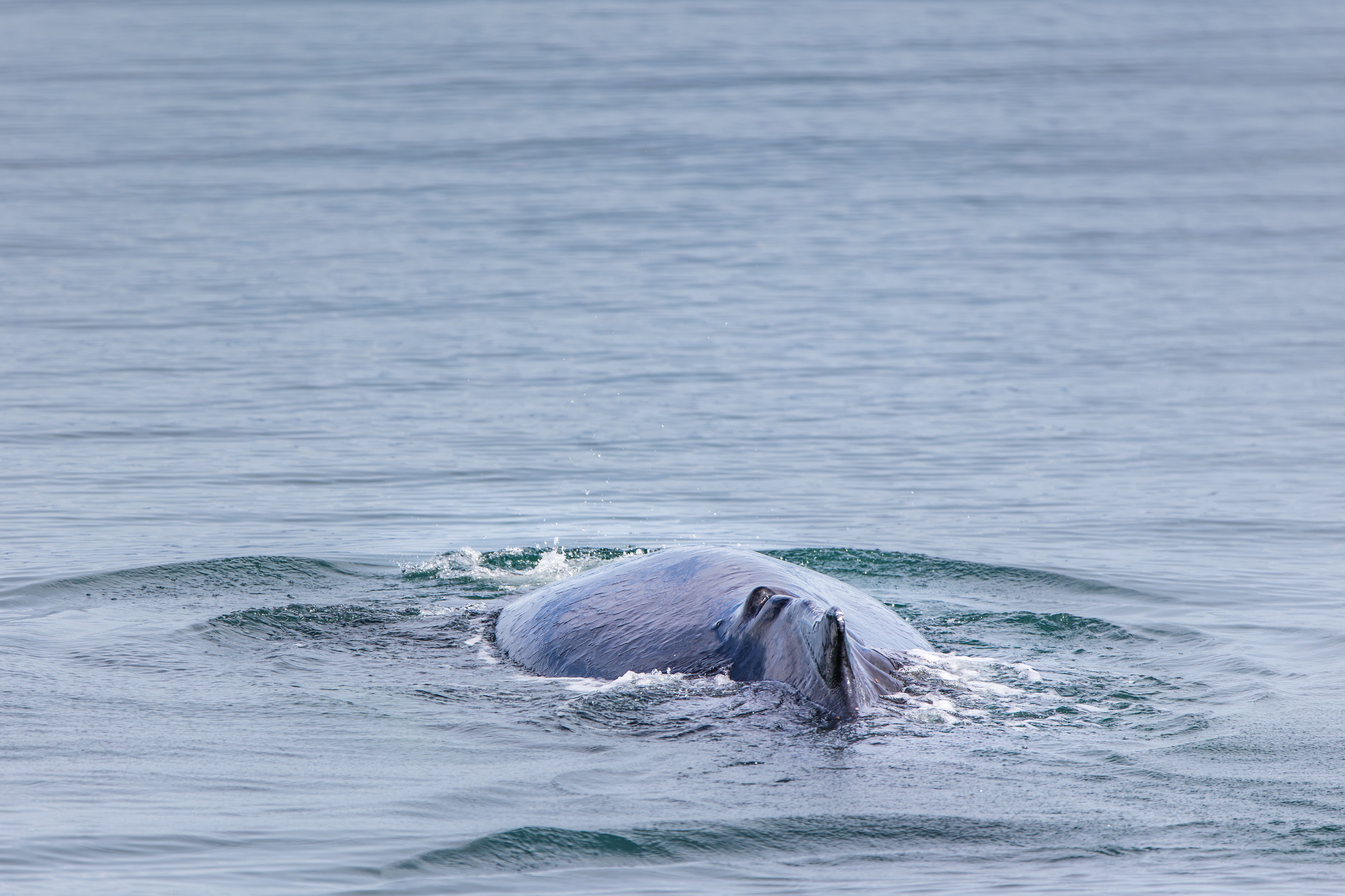 A Humpback Whale Emerging from the Water · Free Stock Photo