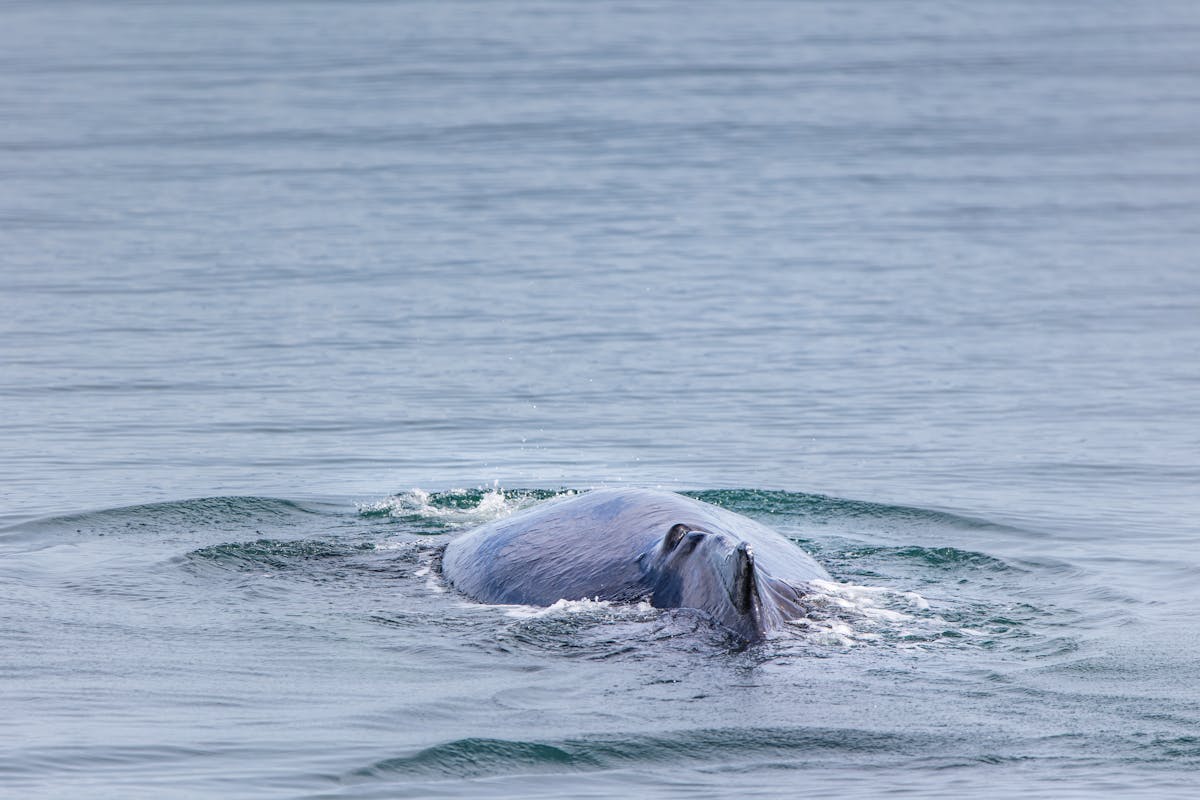 Orca Whale Photos, Download The BEST Free Orca Whale Stock Photos & HD ...