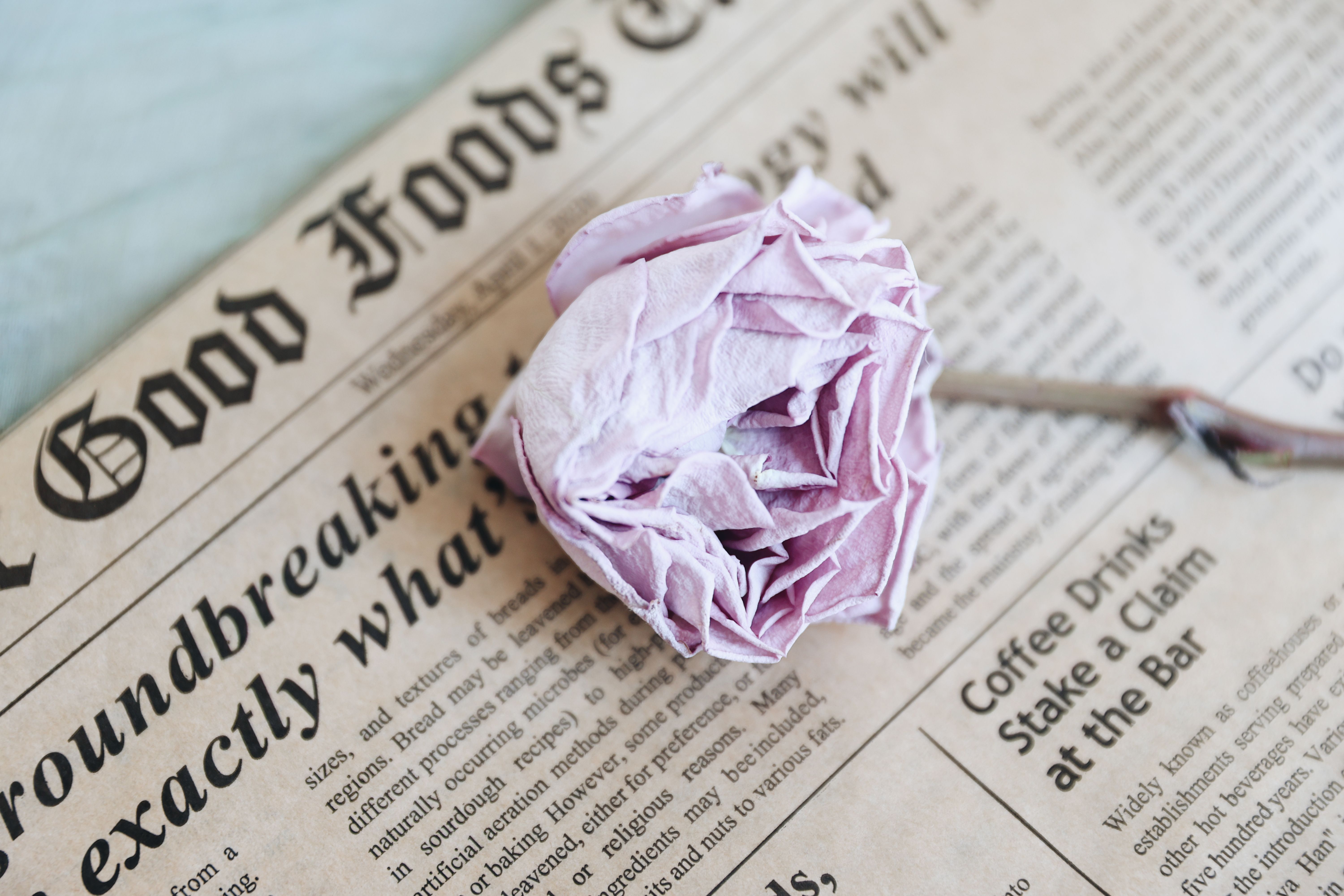Dried Pink Rose on Yellowed Newspaper · Free Stock Photo