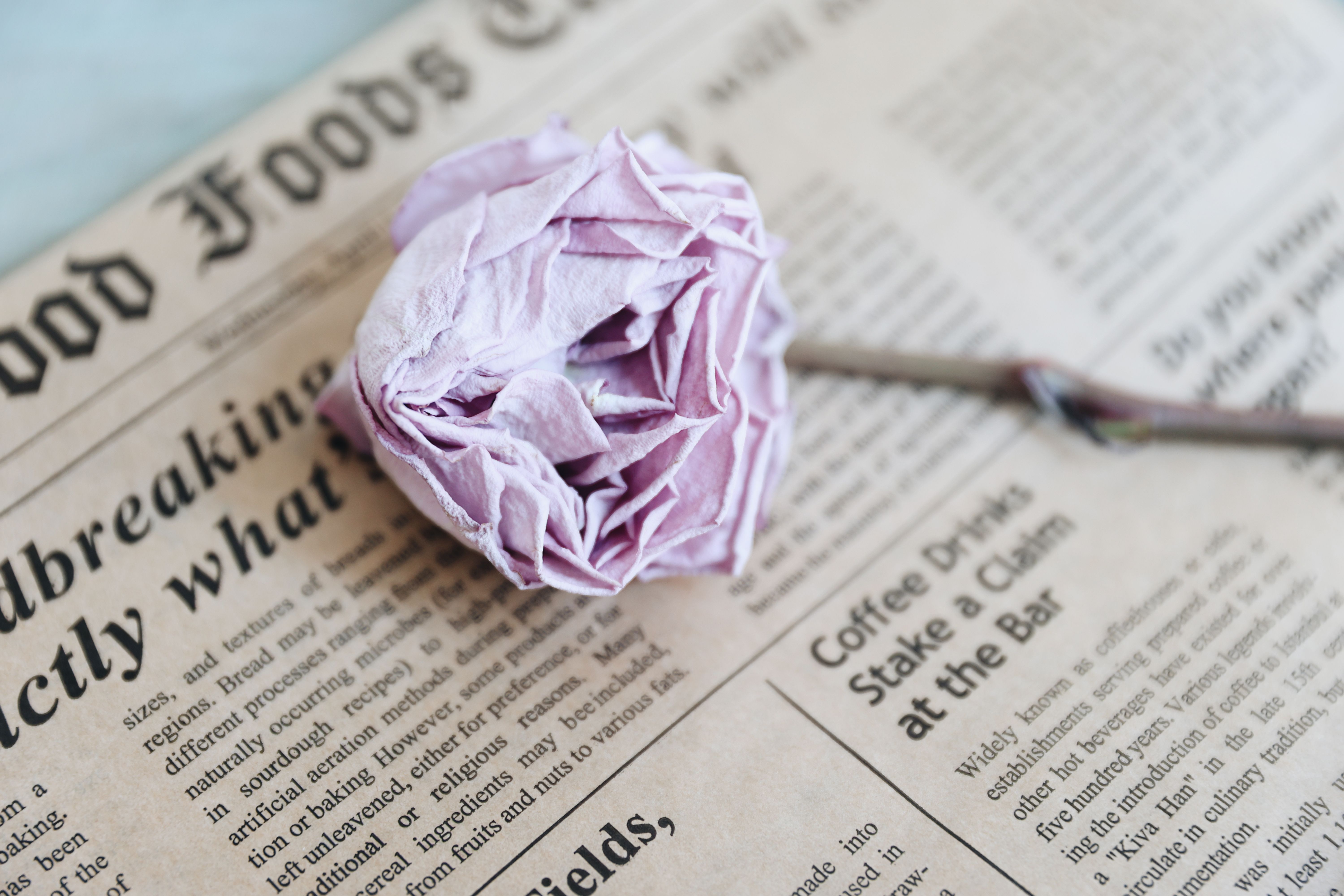 Dried Light Purple Rose Lying on Newspaper · Free Stock Photo