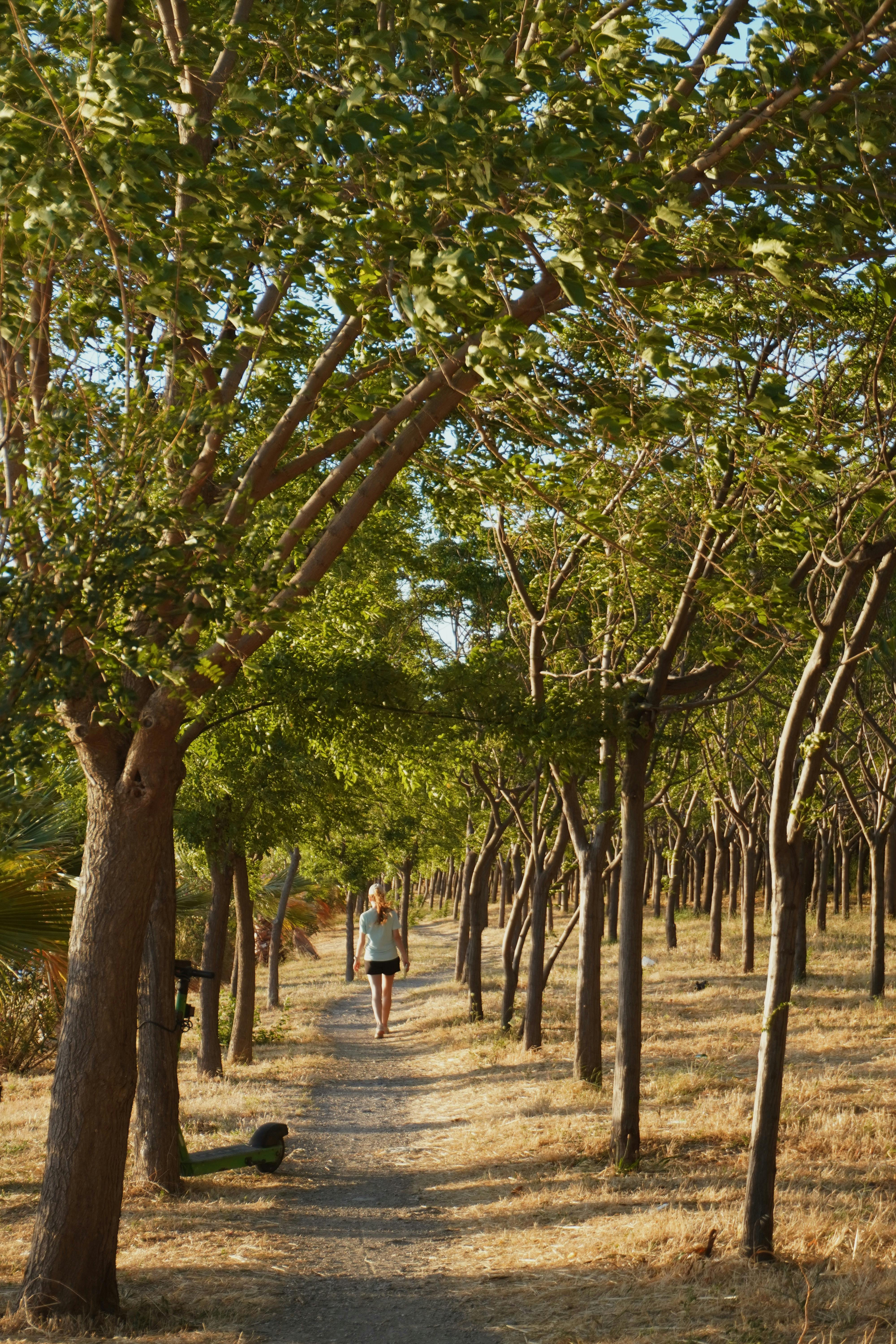 Tree And Plan Sky Photos, Download The BEST Free Tree And Plan Sky ...