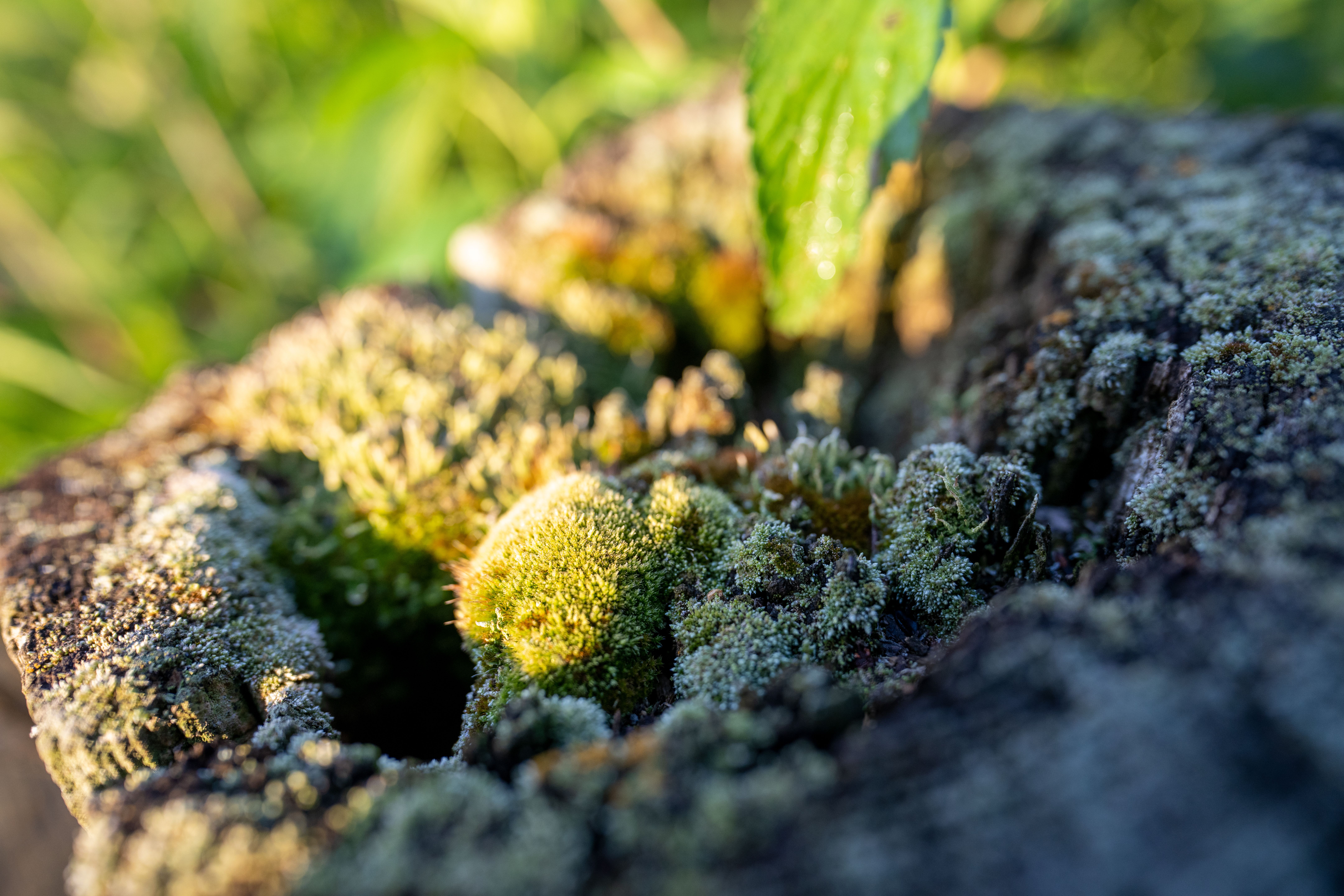 Close-up of Moss on a Tree Stump · Free Stock Photo