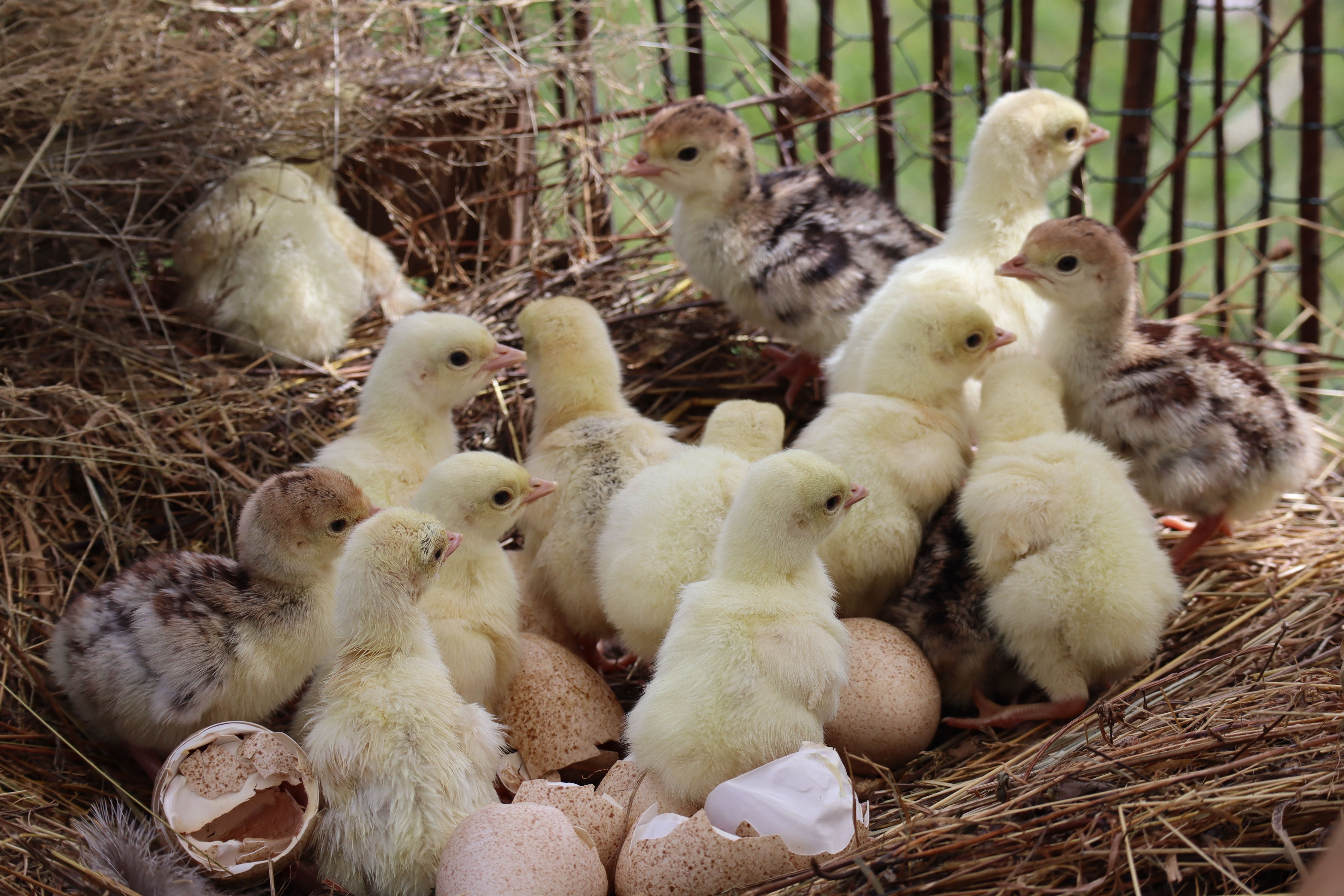 A group of baby chickens in a nest · Free Stock Photo