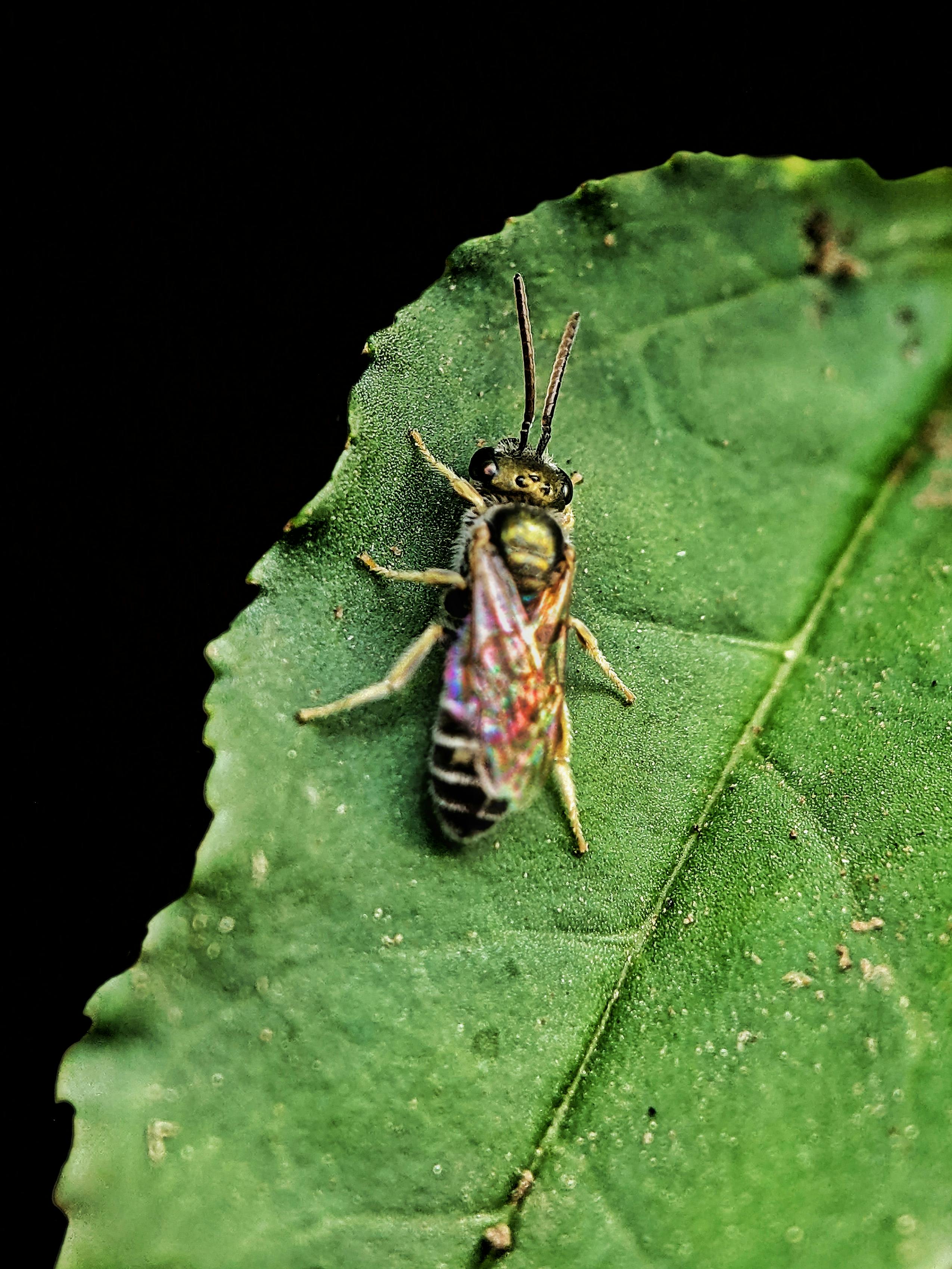 Indian Bee Photos, Download The BEST Free Indian Bee Stock Photos & HD ...