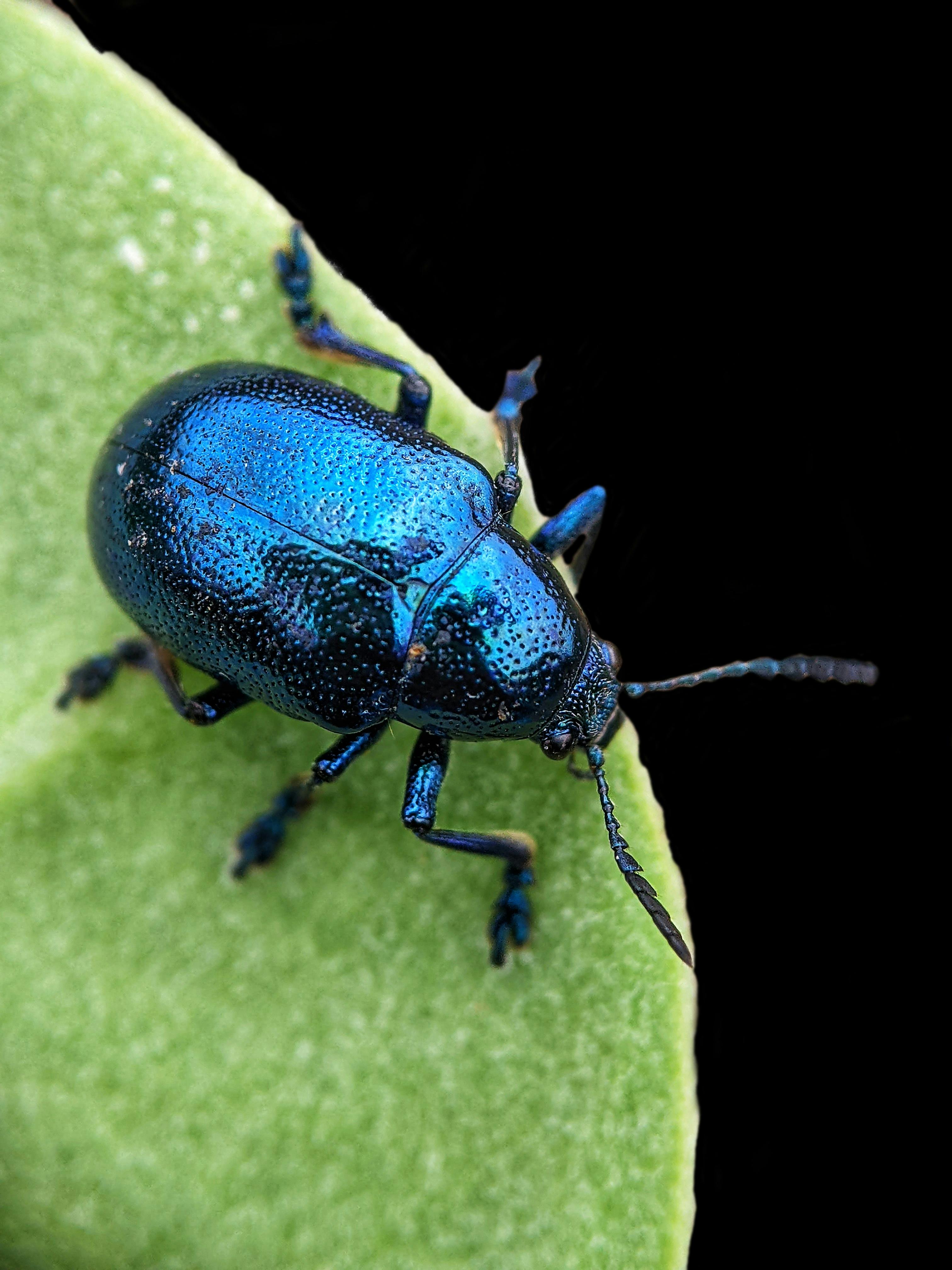 A Blue Milkweed Beetle · Free Stock Photo
