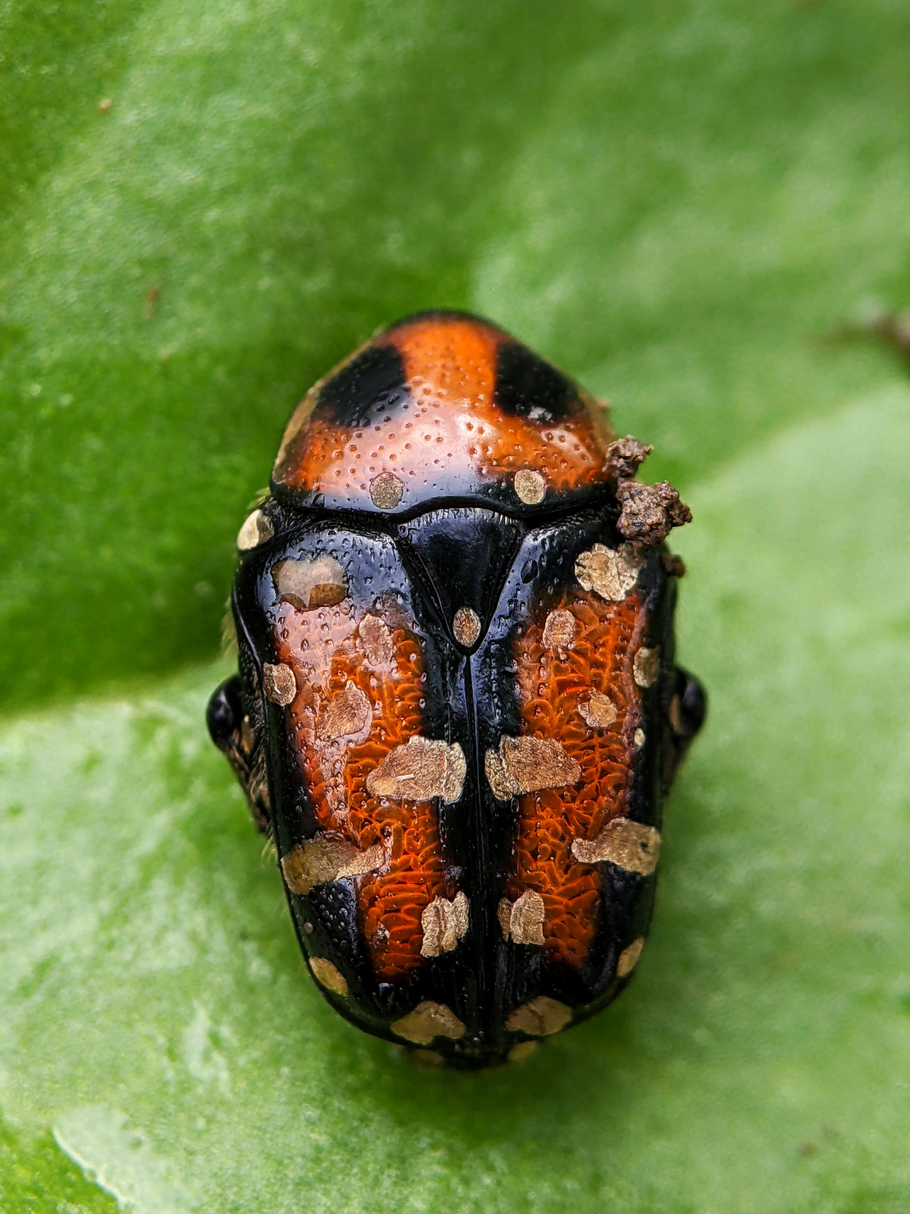Macro Photography of Jewel Beetle on Green Leaf · Free Stock Photo