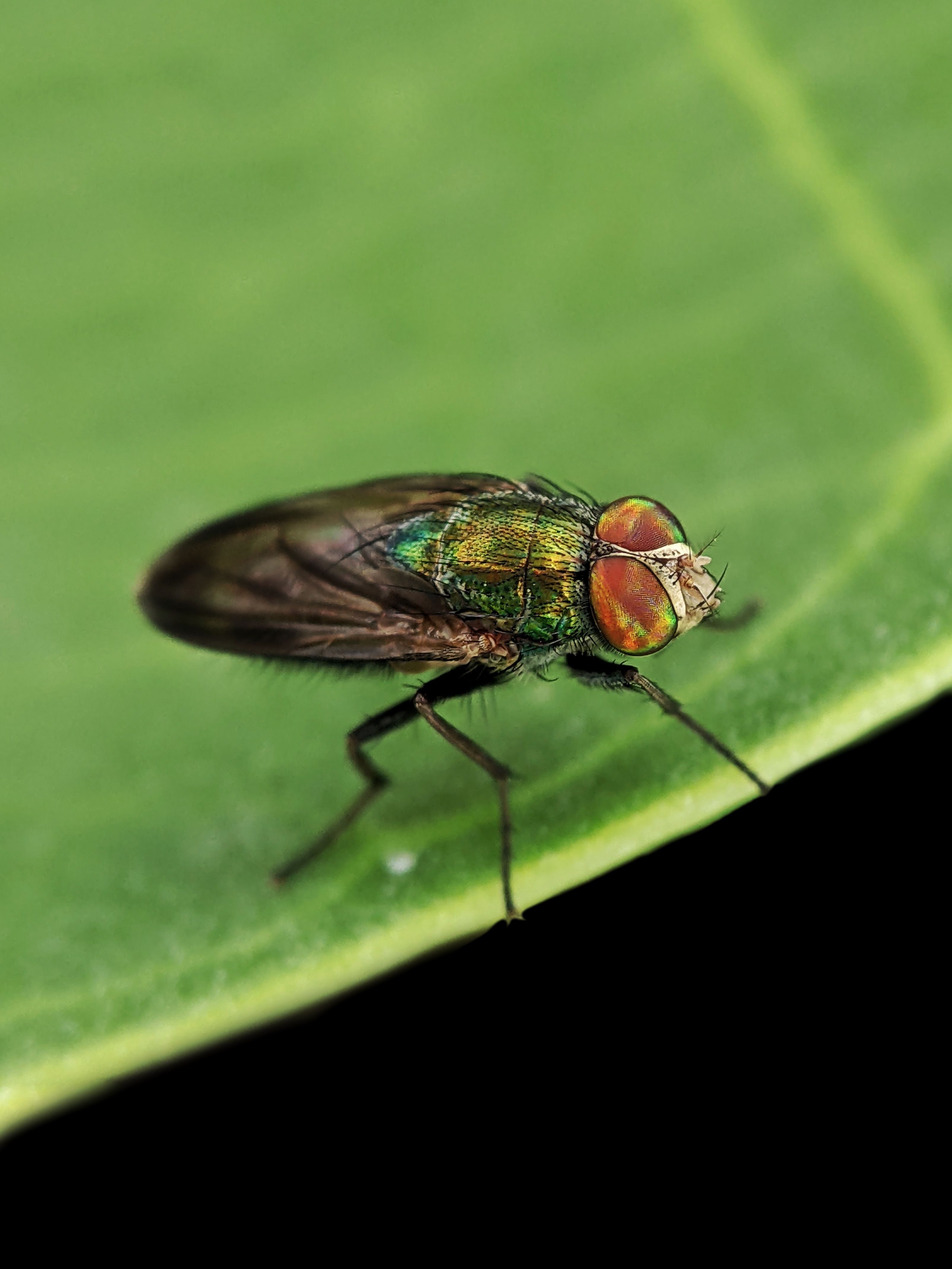 Extreme Close-up of a Fly · Free Stock Photo