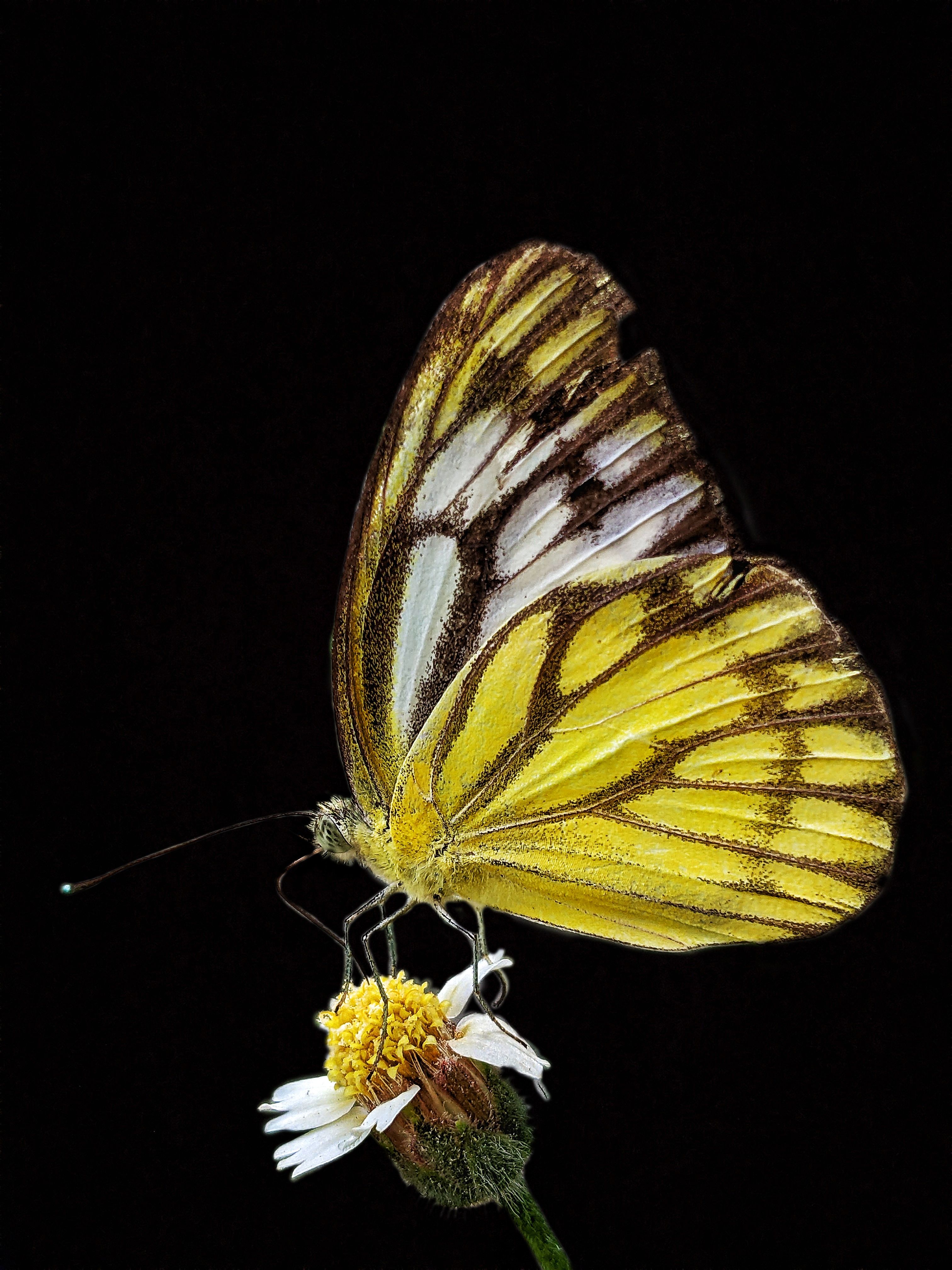 Foto de stock gratuita sobre al aire libre, ala, amarillo, asia ...