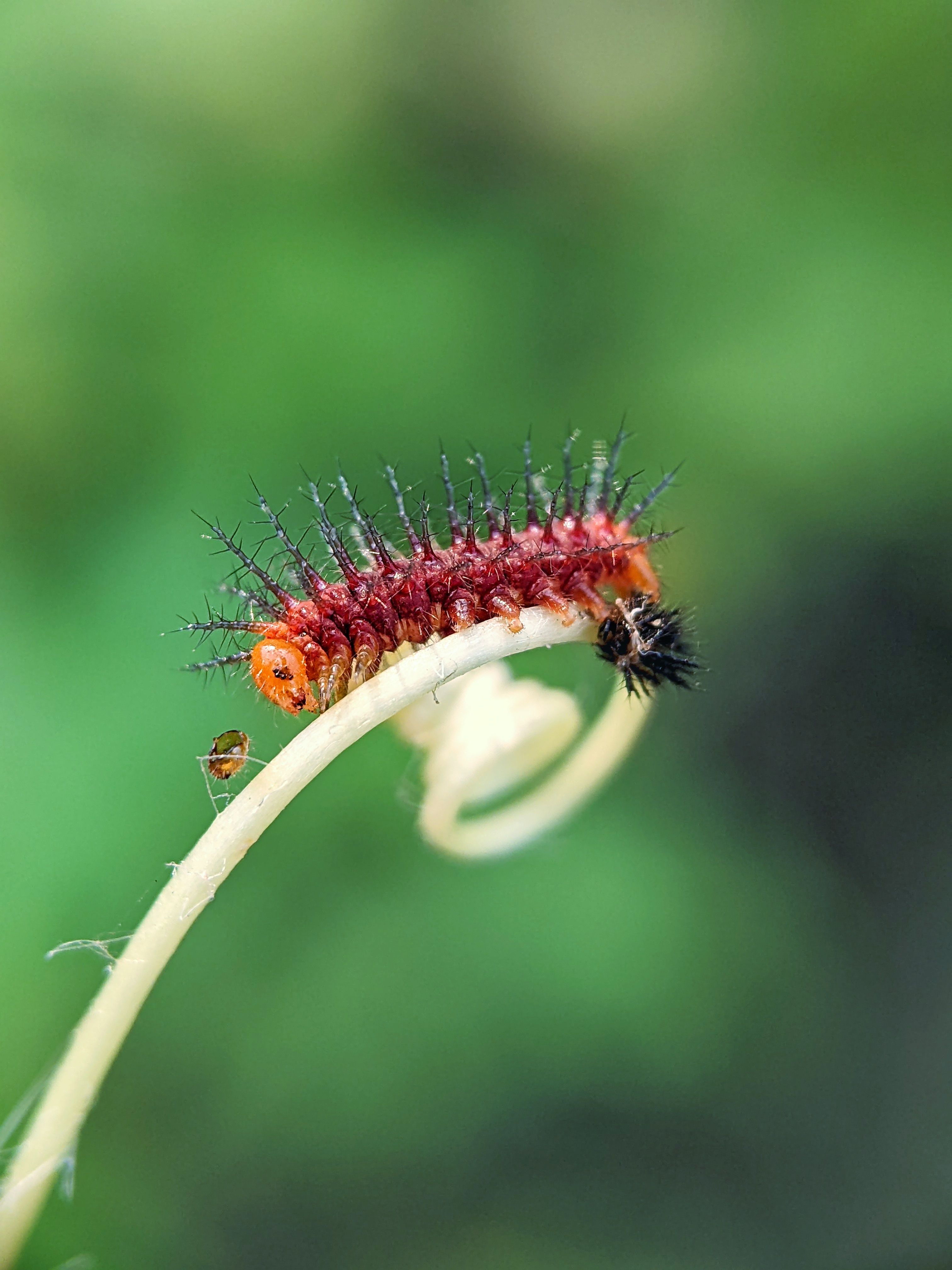 Extreme Close-up of a Caterpillar · Free Stock Photo