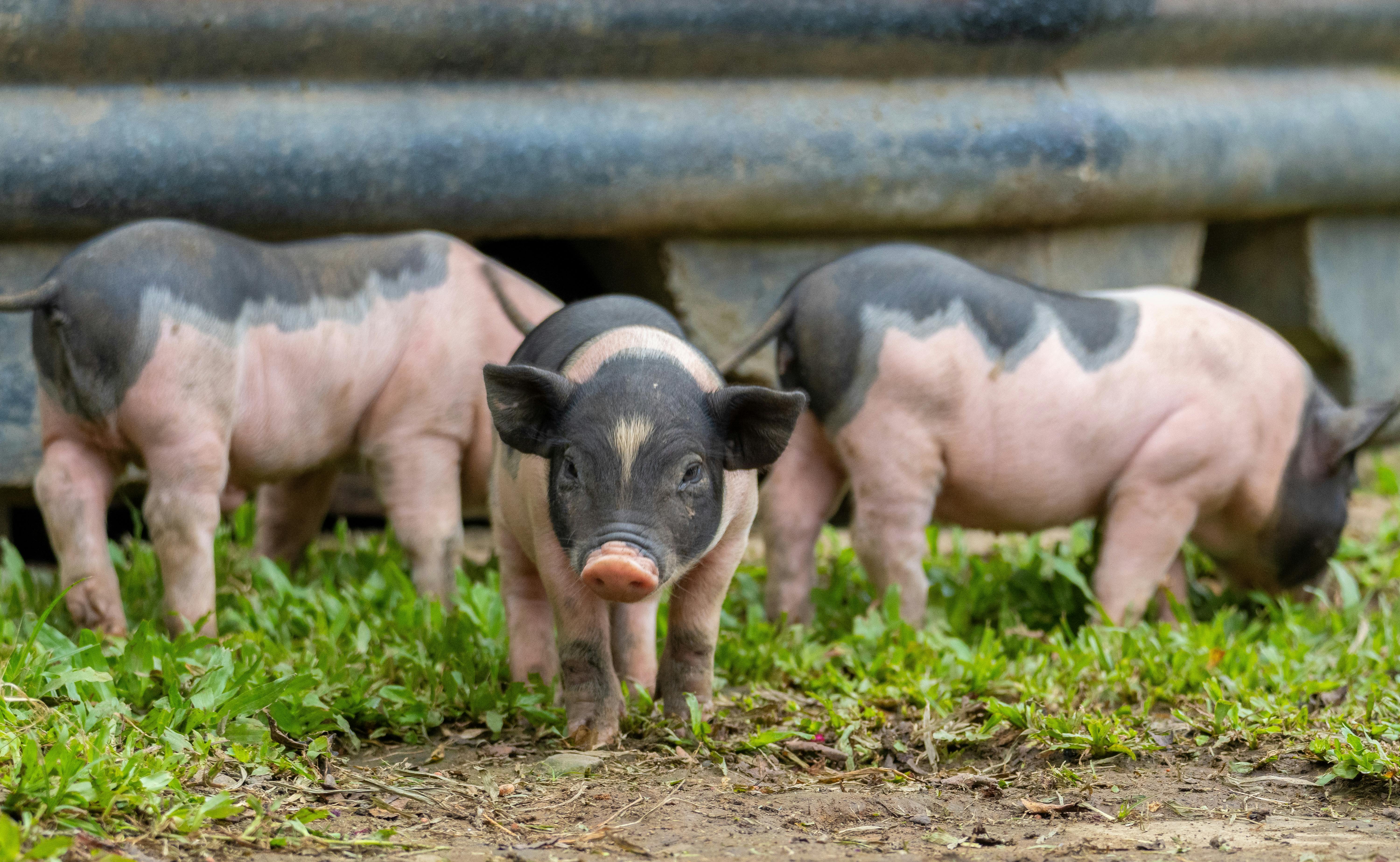 Piglets at Farm · Free Stock Photo