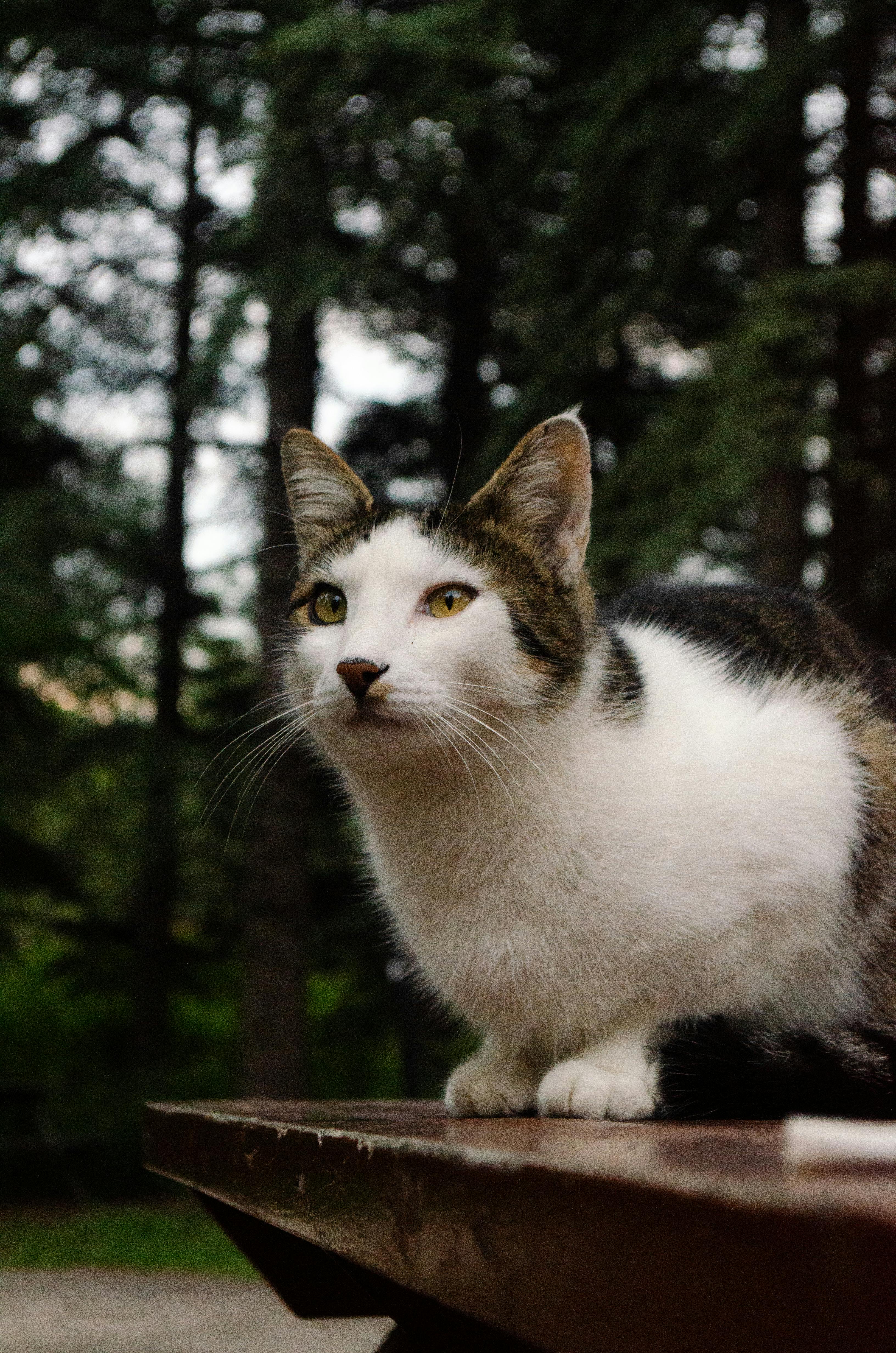 Kedi · Free Stock Photo