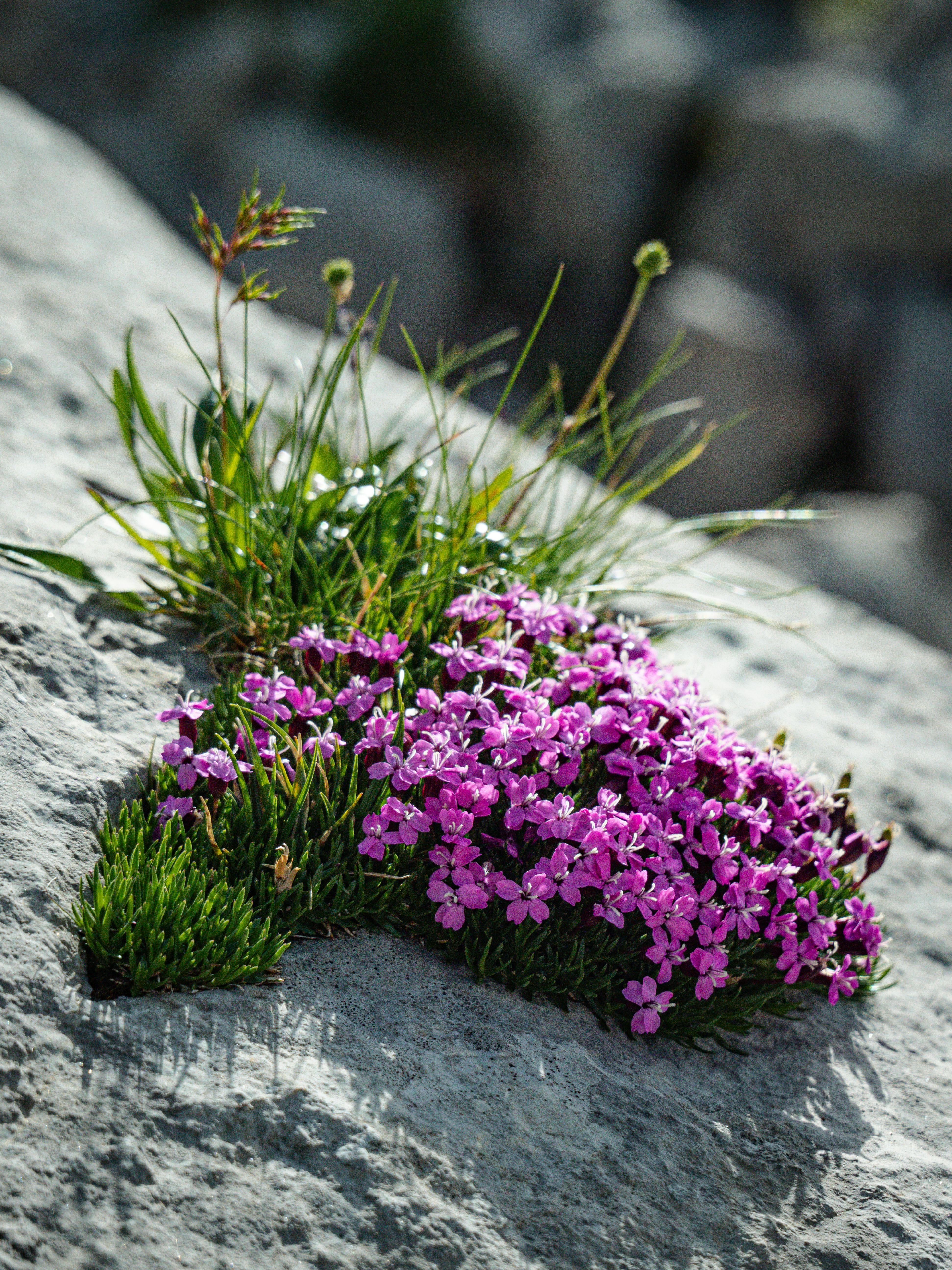 A small purple flower growing on a rock · Free Stock Photo