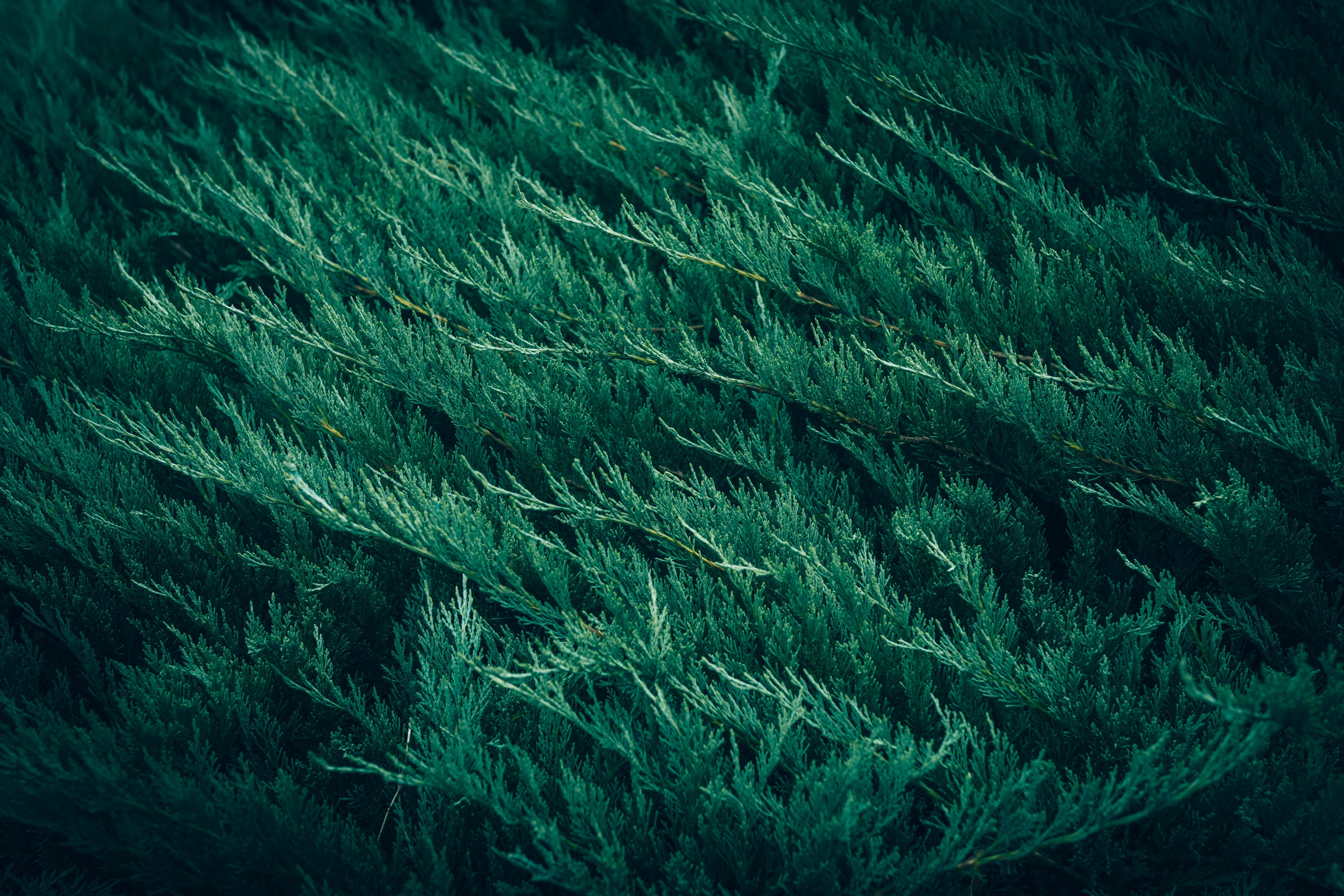 Dark green Juniper bush branches pattern texture · Free Stock Photo