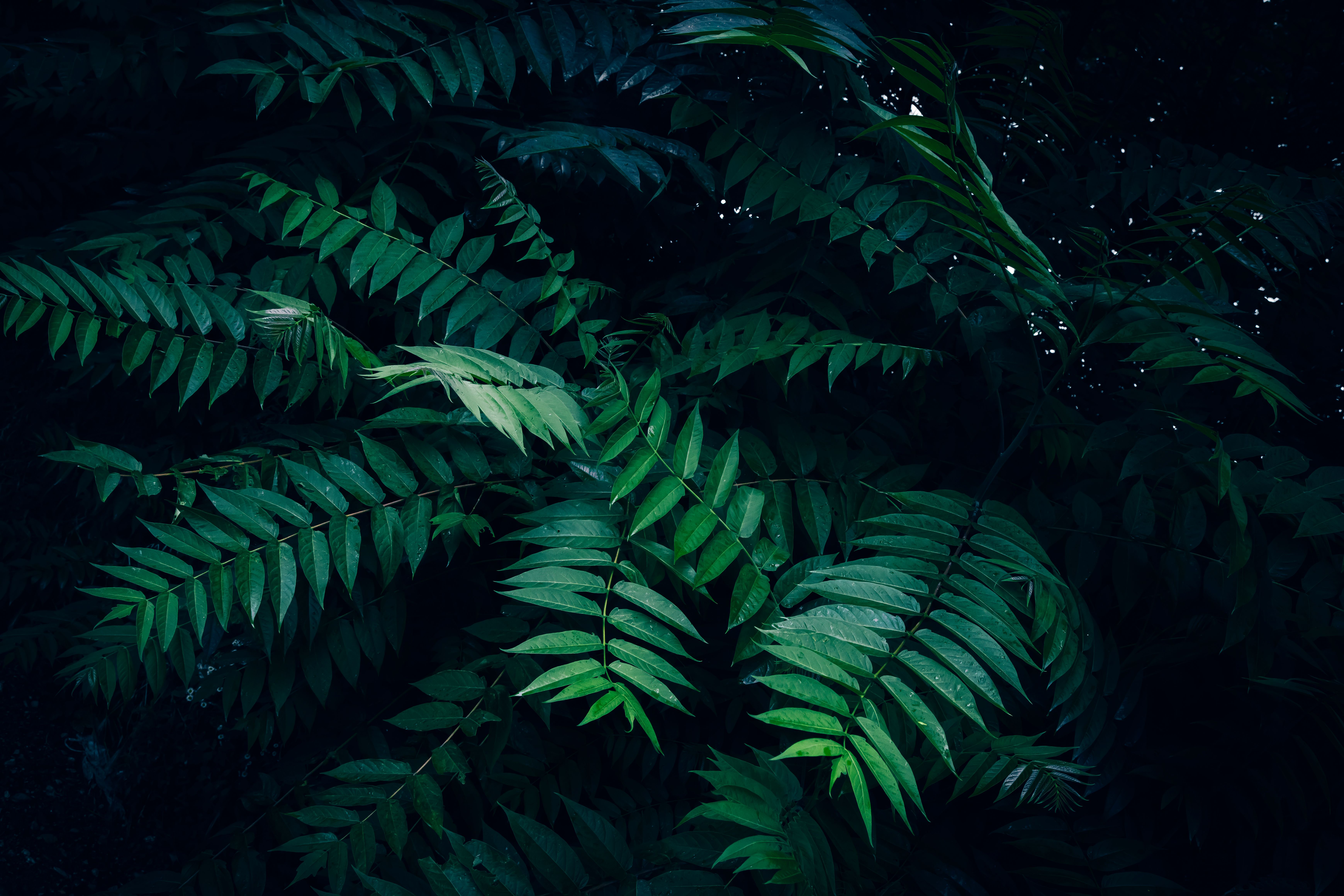 Dark Green Photo of a Sumac Plant · Free Stock Photo