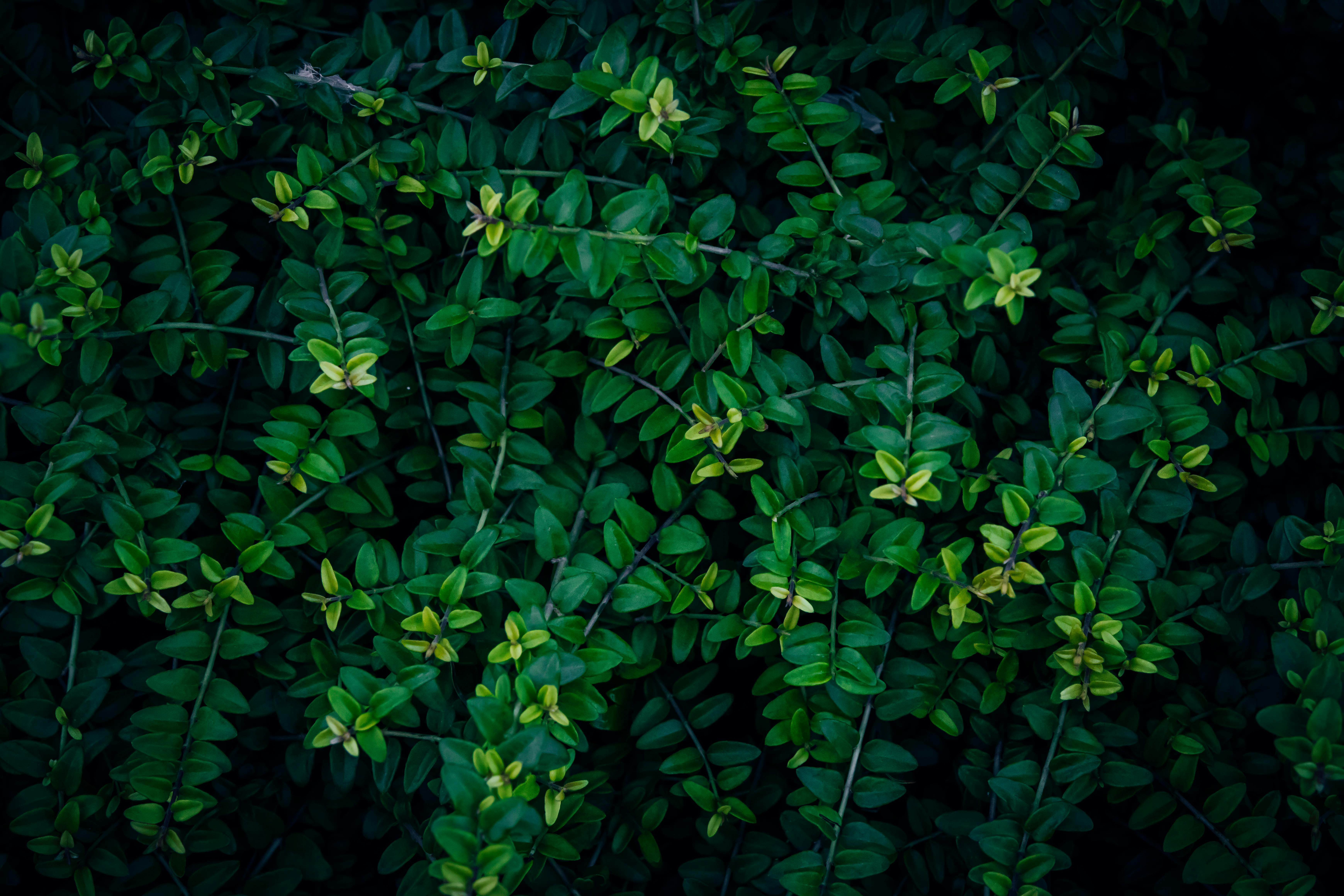 A close up of dark green Indian cluster berry leaves texture · Free ...