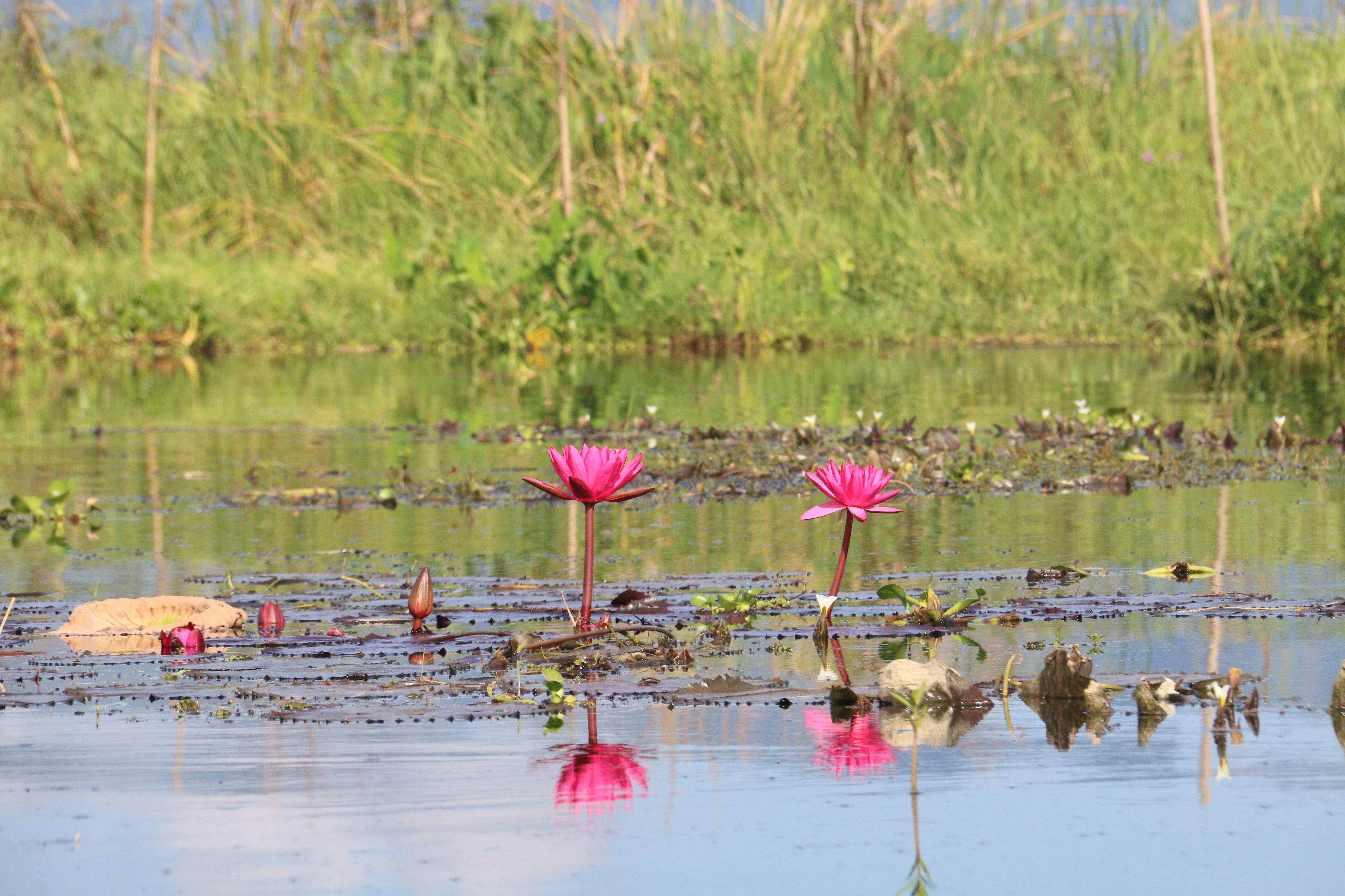 Pink Lotus Flowers Blooming in a Lake · Free Stock Photo