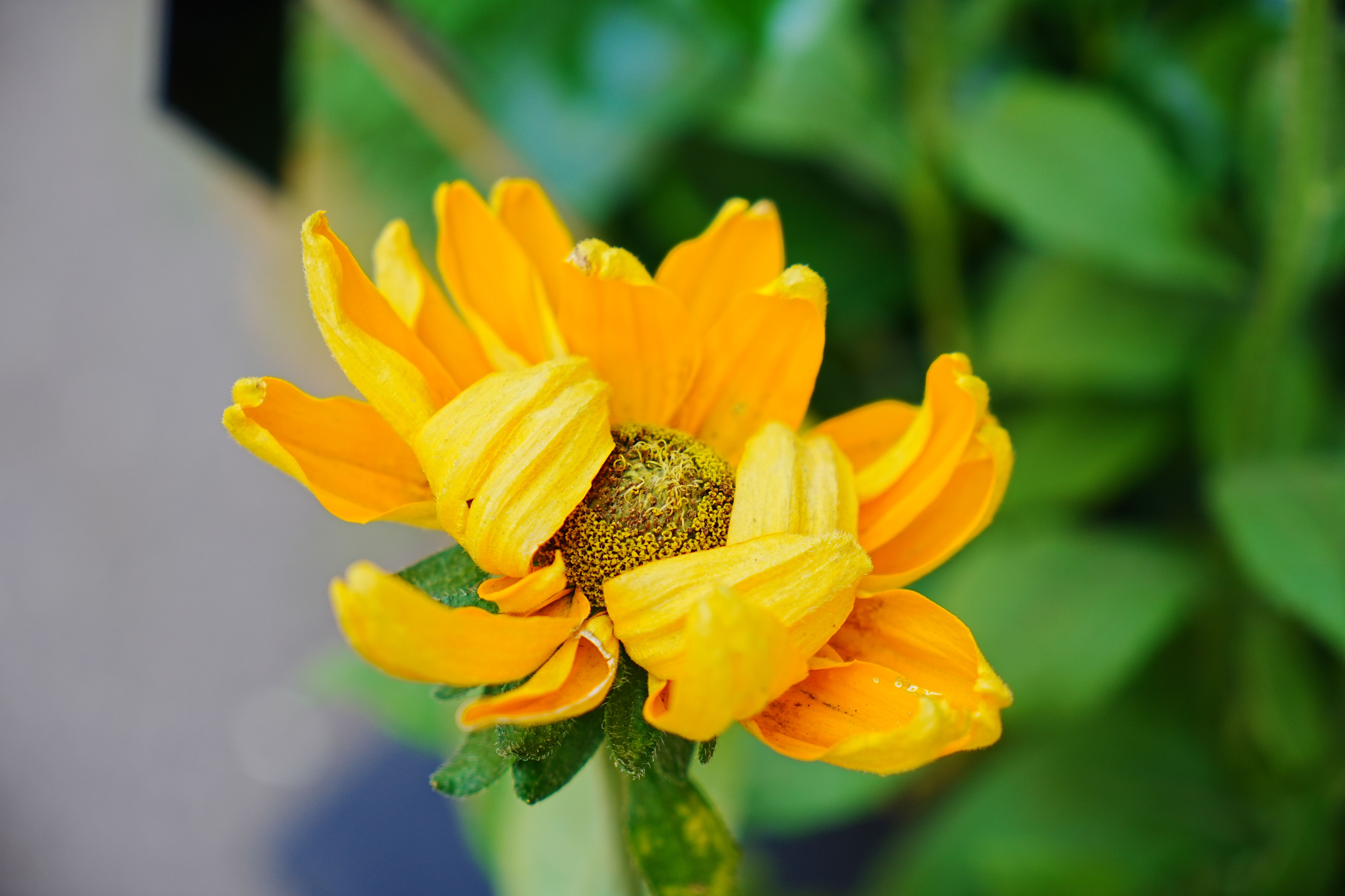 Close up of a Flower · Free Stock Photo