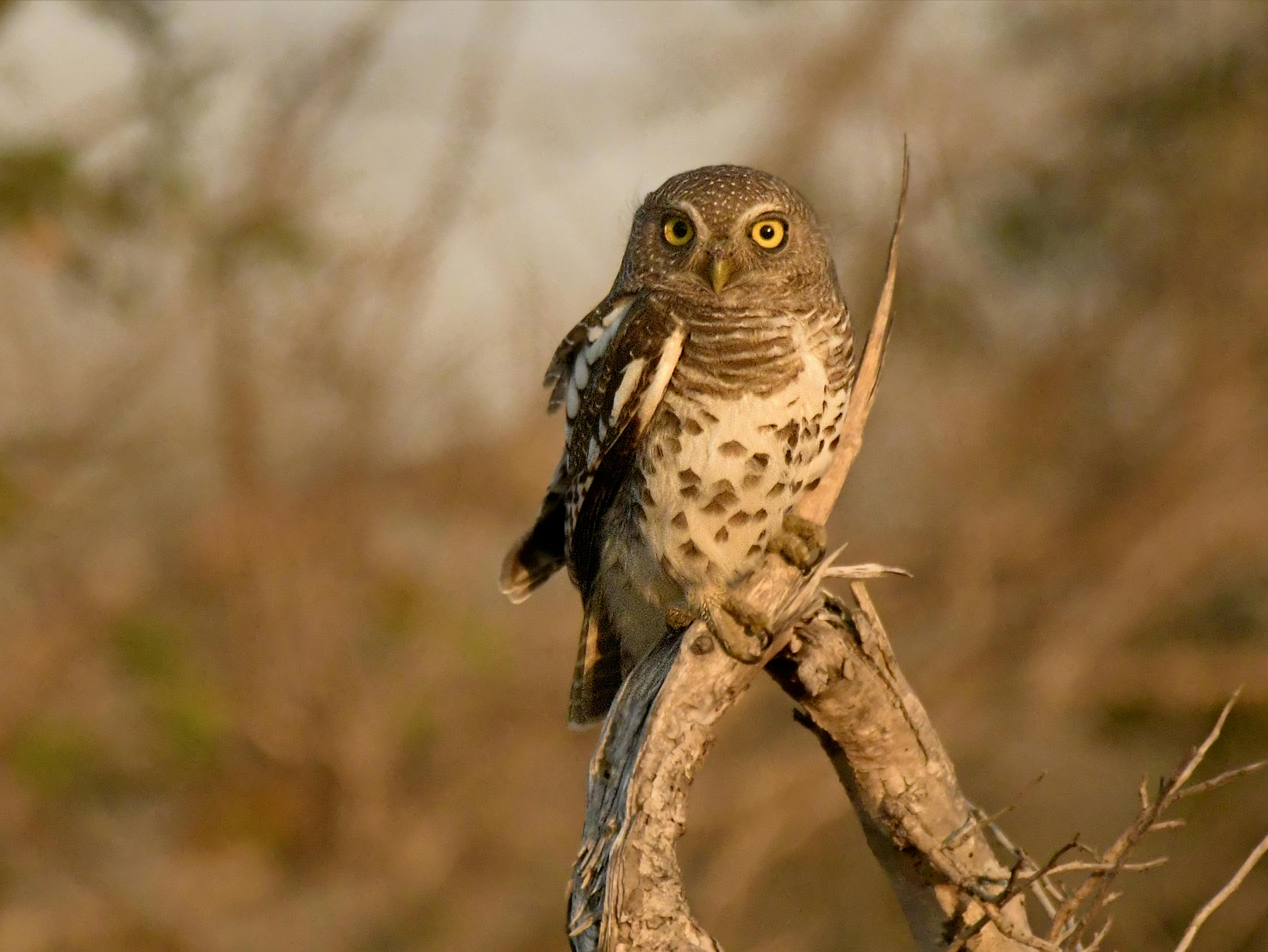 Owl Perching on Branch · Free Stock Photo