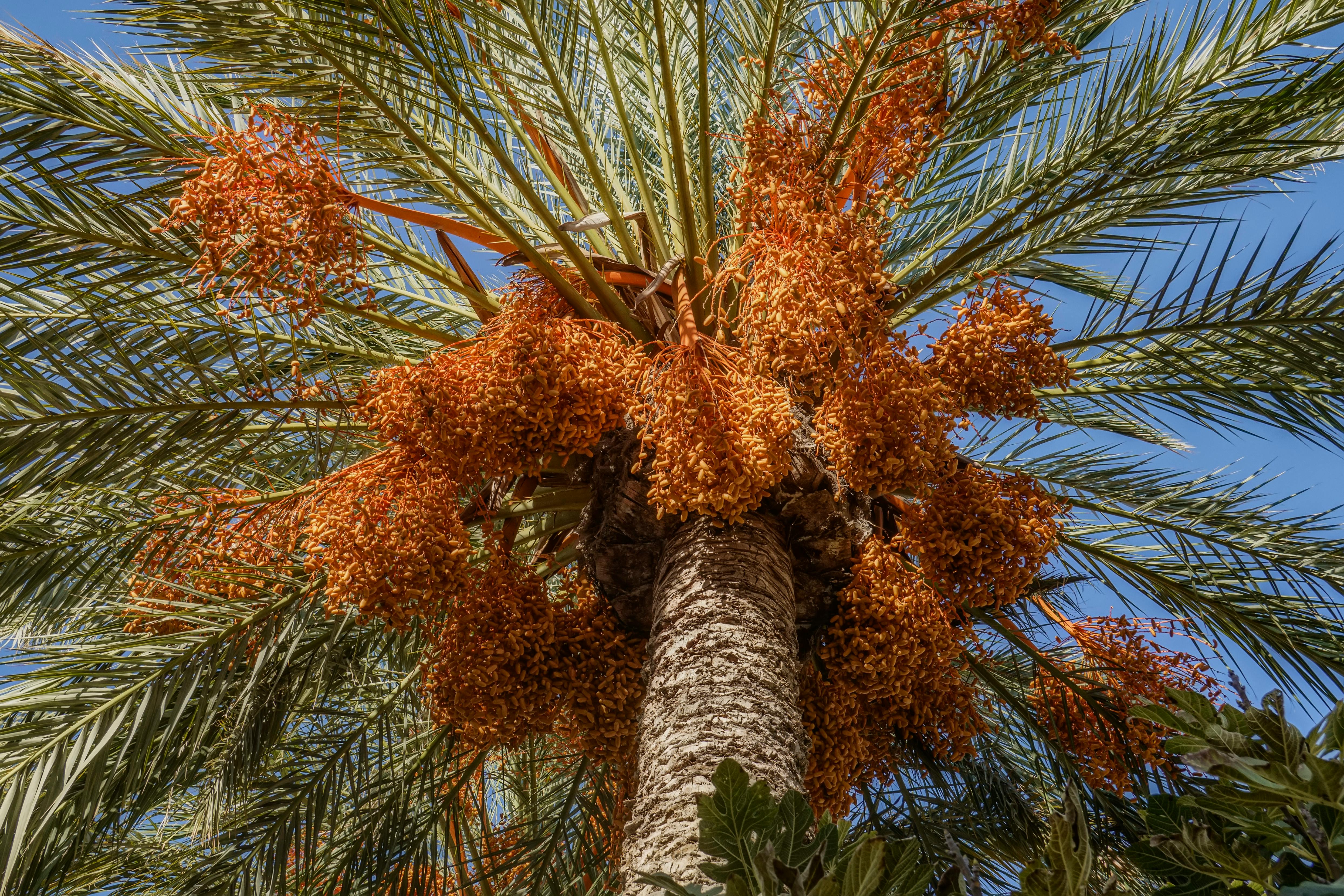 Palmera. · Free Stock Photo