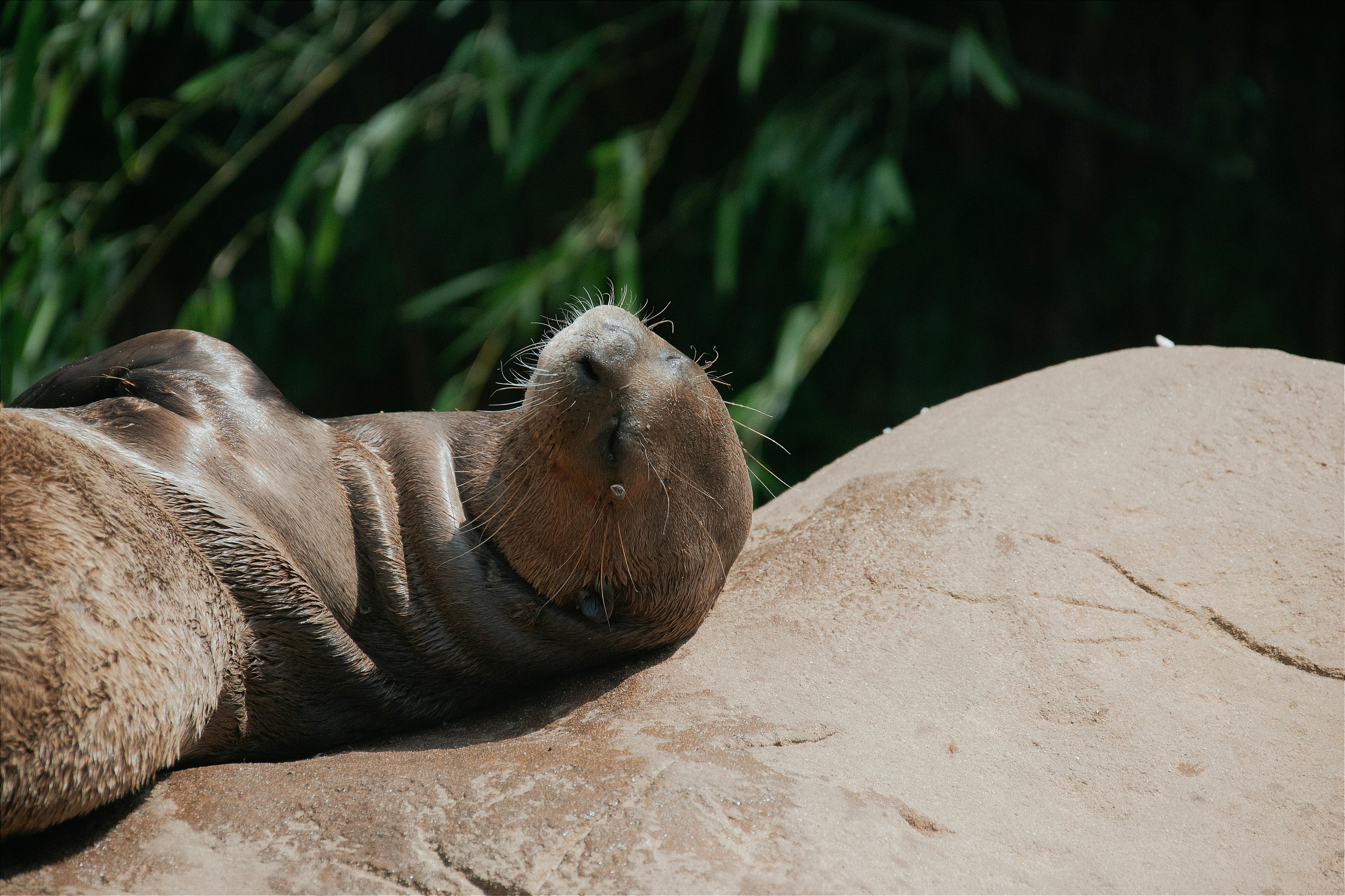 An Otter Lying on a Rock · Free Stock Photo