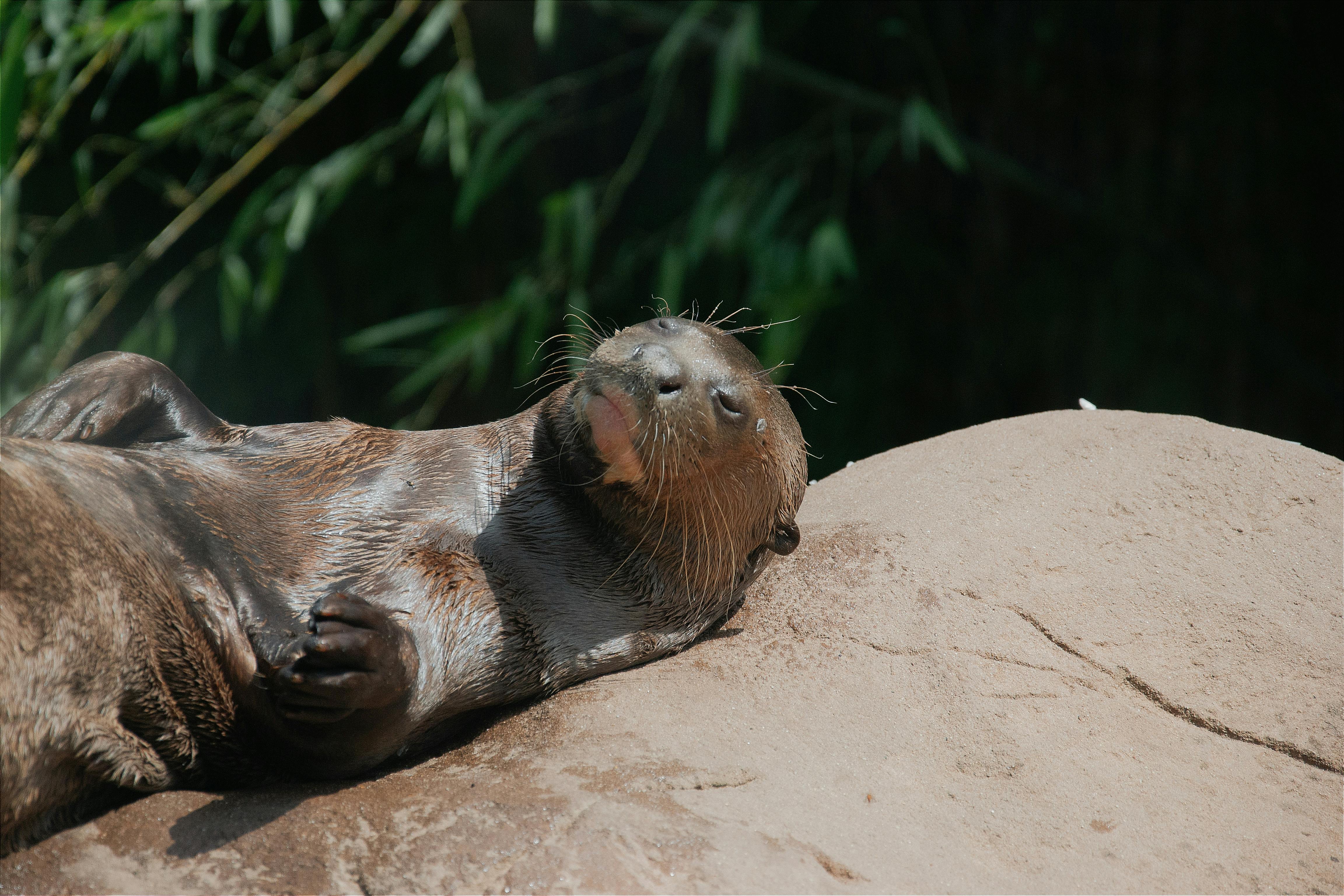 Otter Sleeping on a Rock · Free Stock Photo