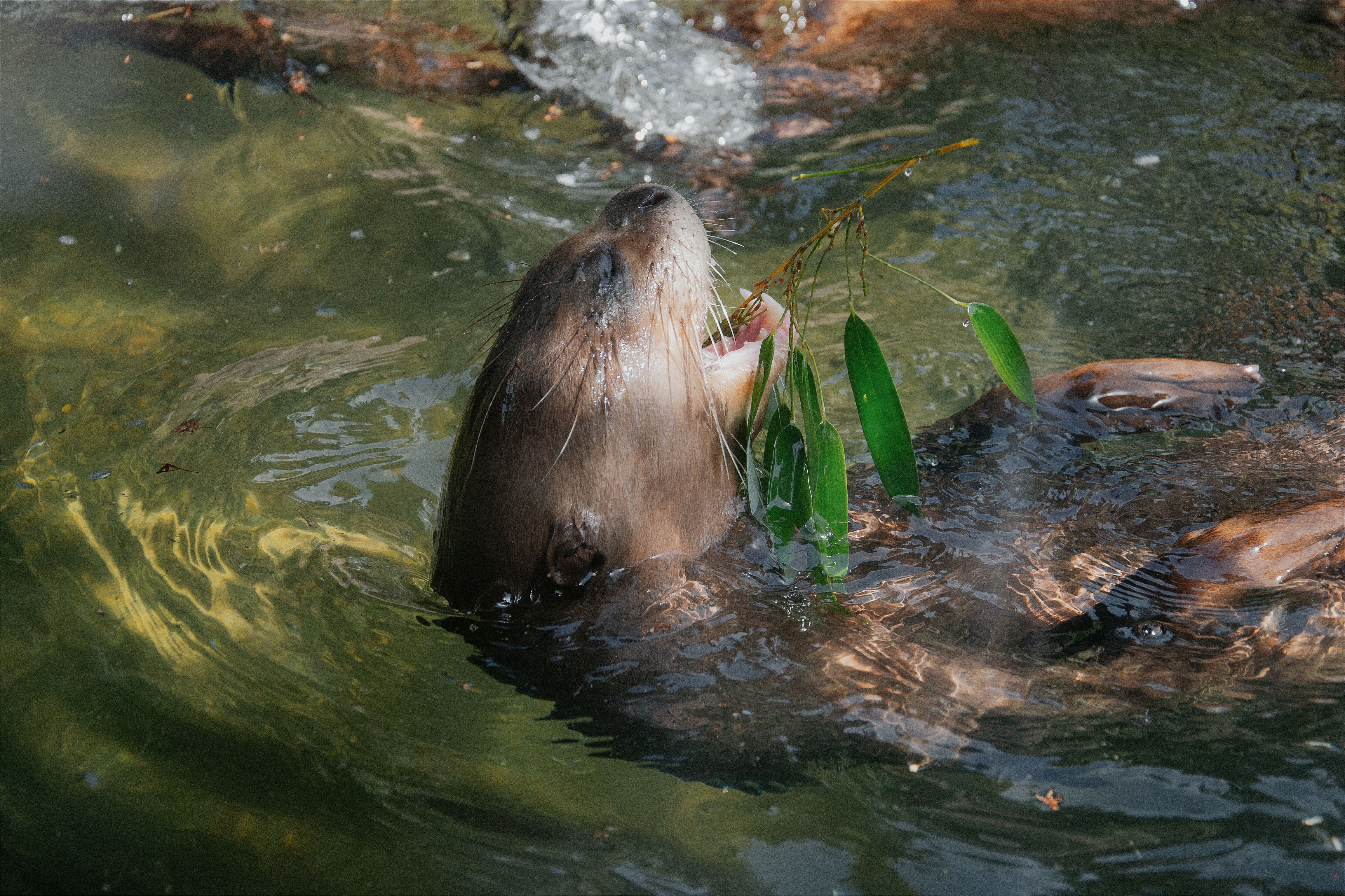 An Otter in Water · Free Stock Photo