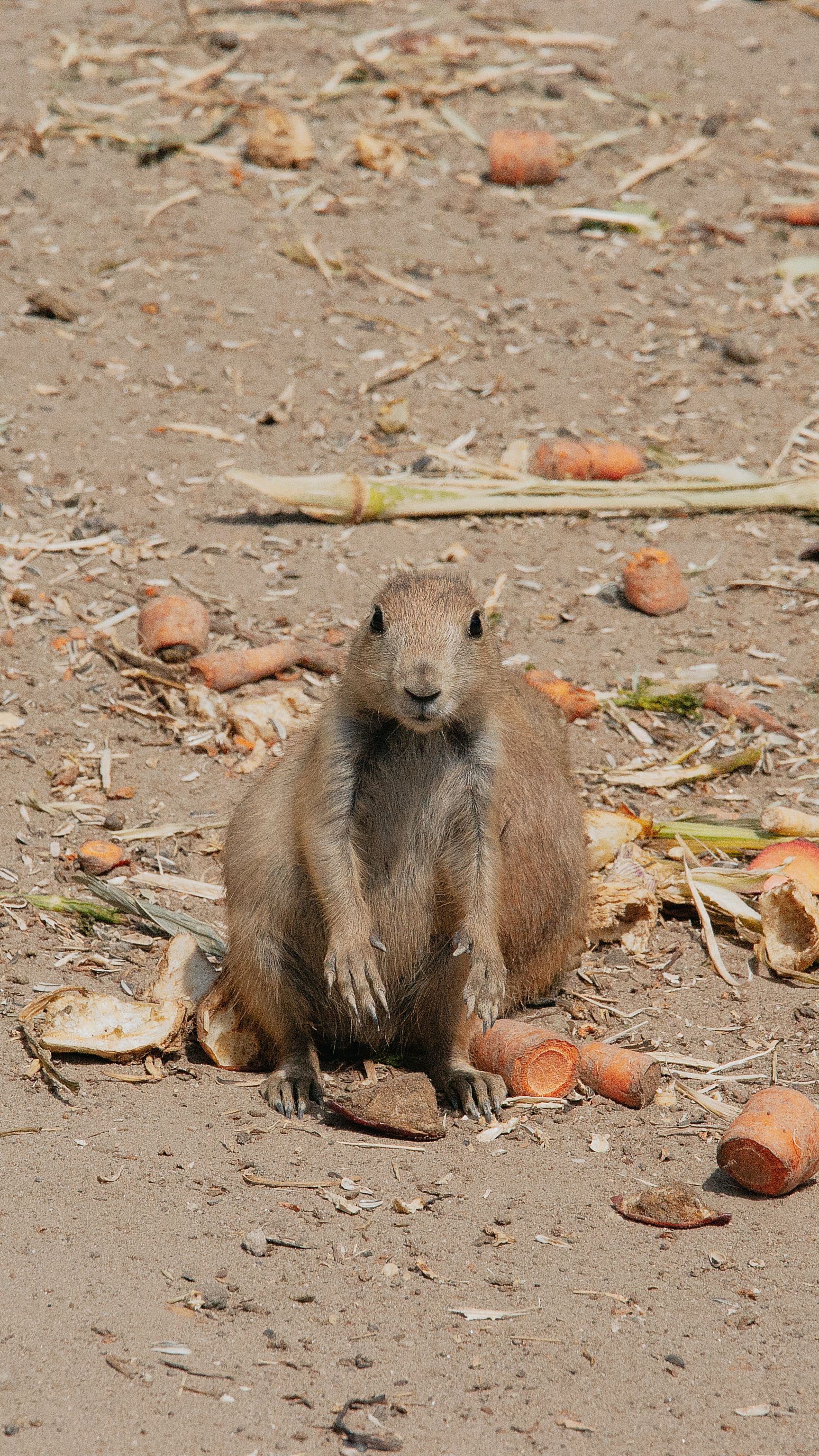 A small ground squirrel sitting on the ground · Free Stock Photo