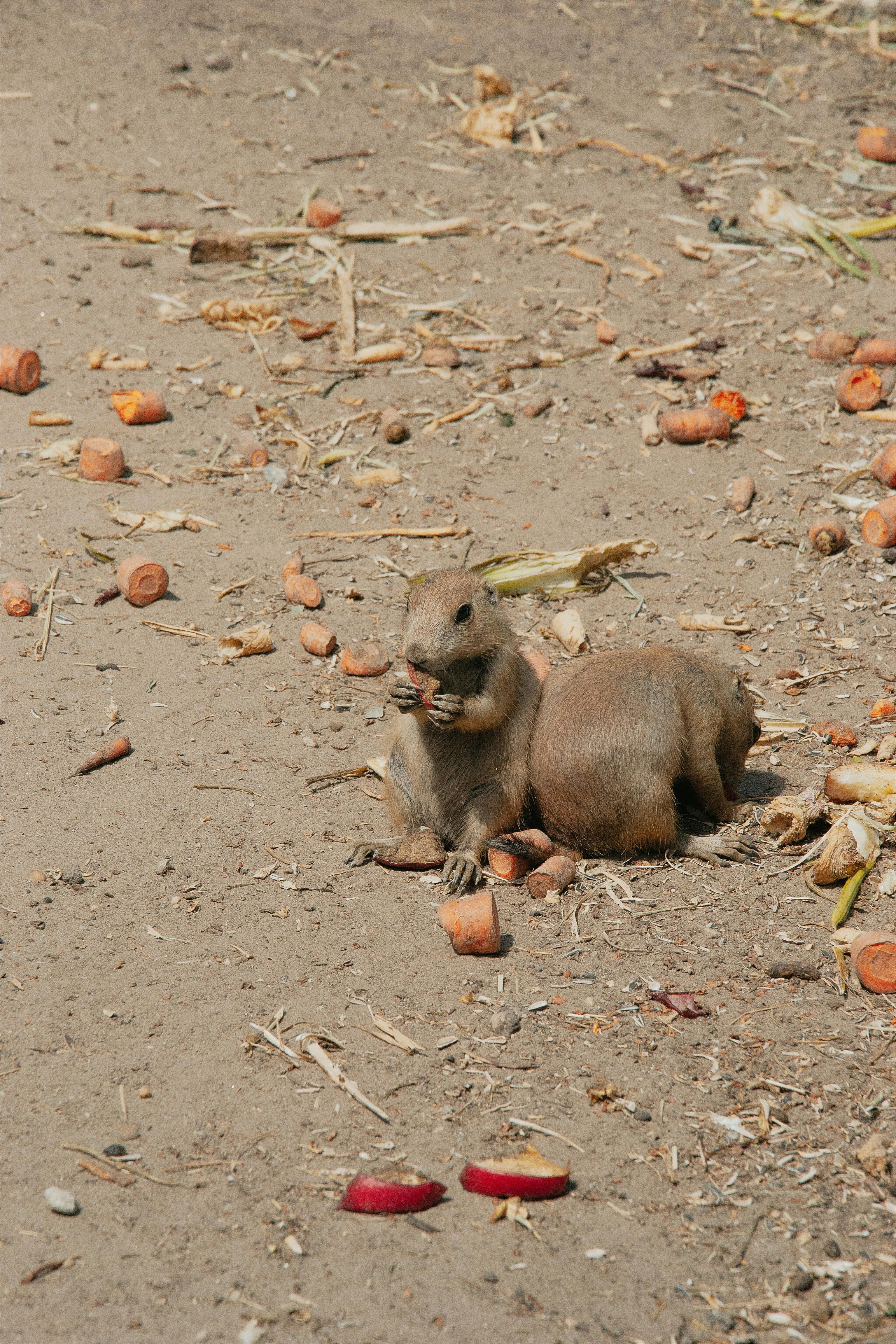 Two Prairie Dogs Feeding Outdoors · Free Stock Photo