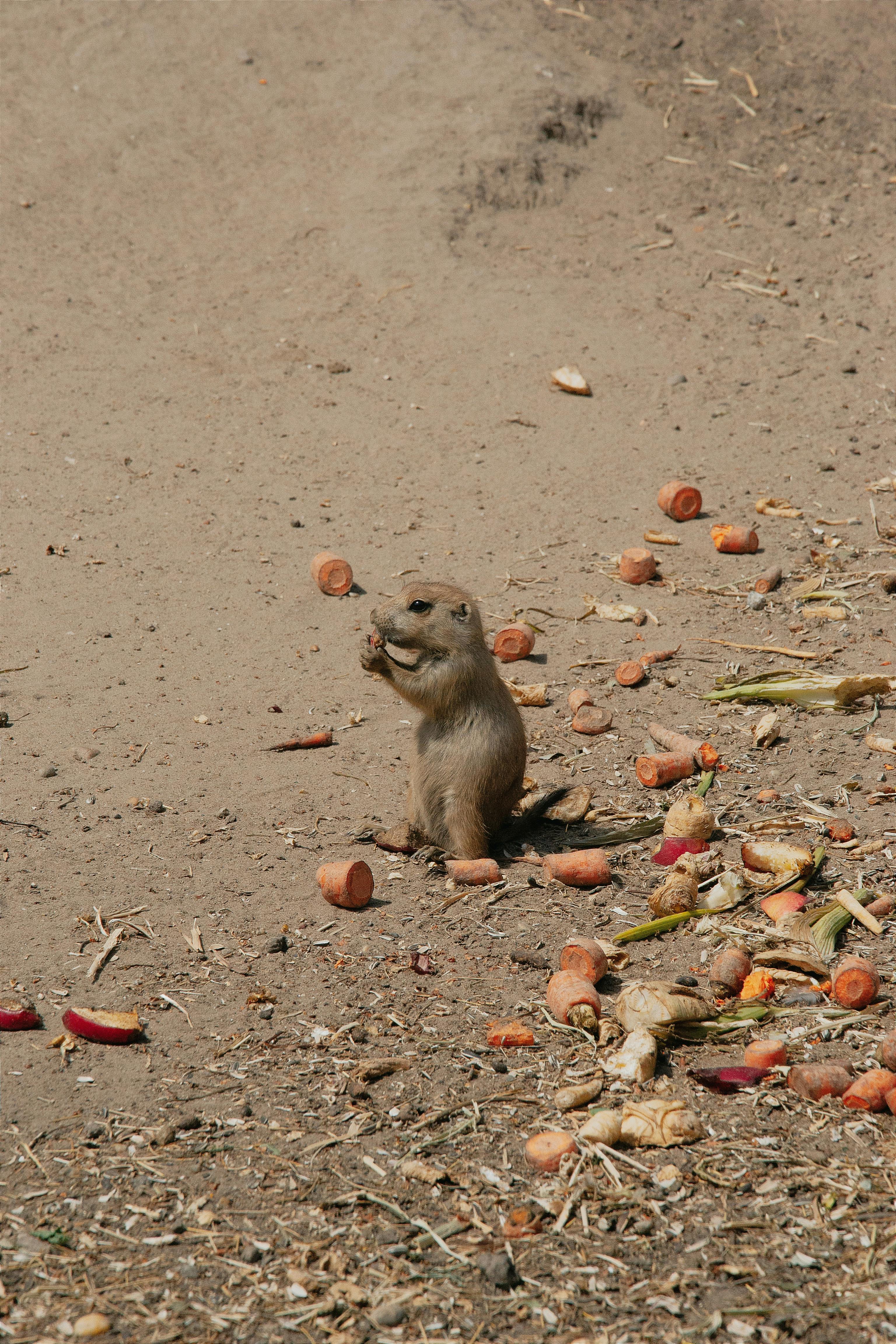 Mexican Prairie Dog while Eating · Free Stock Photo