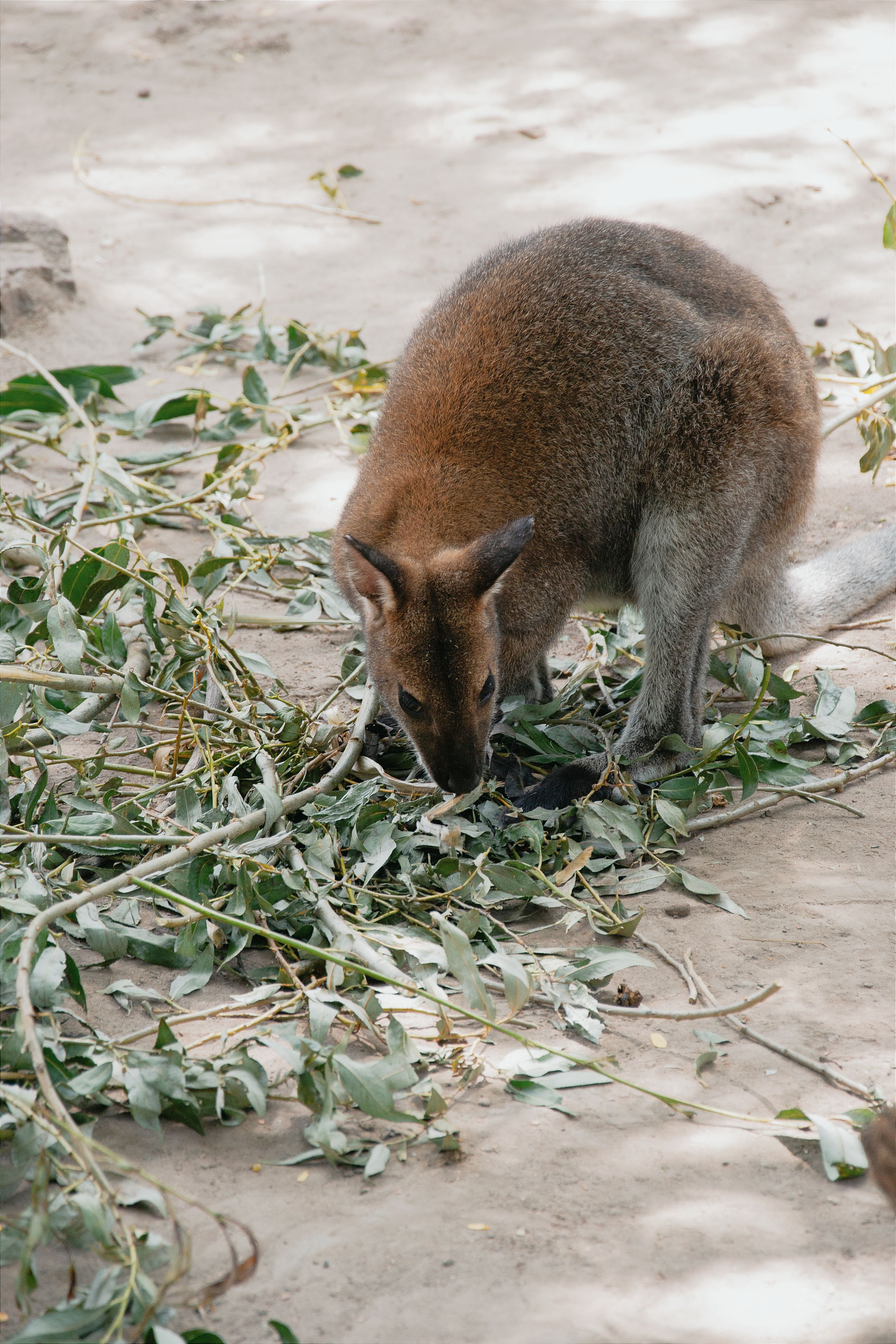 Kangaroo, and Tree Branches on the Ground · Free Stock Photo