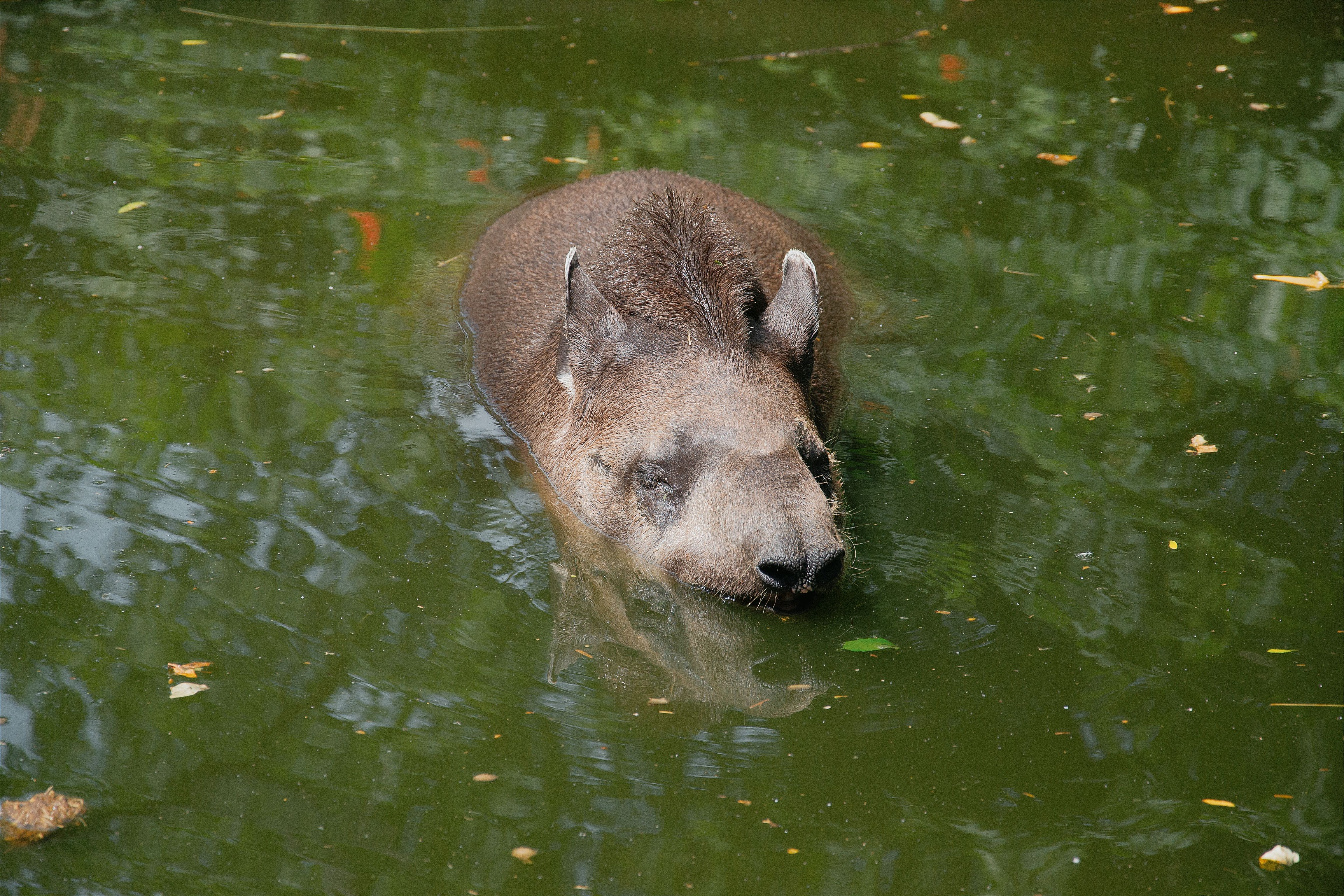 Tapir Swimming in a Green Pond · Free Stock Photo