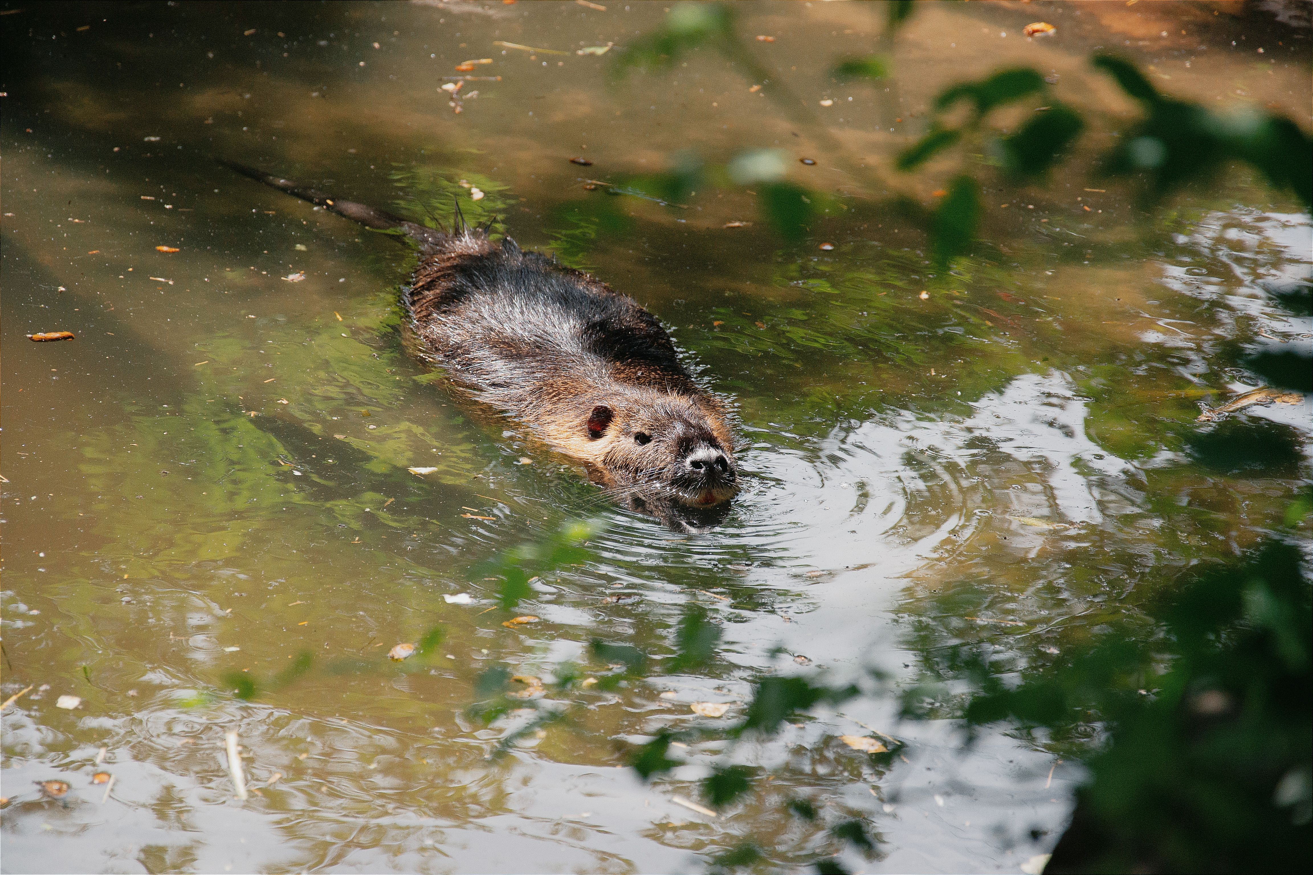 Nutria Swimming in a Pond · Free Stock Photo