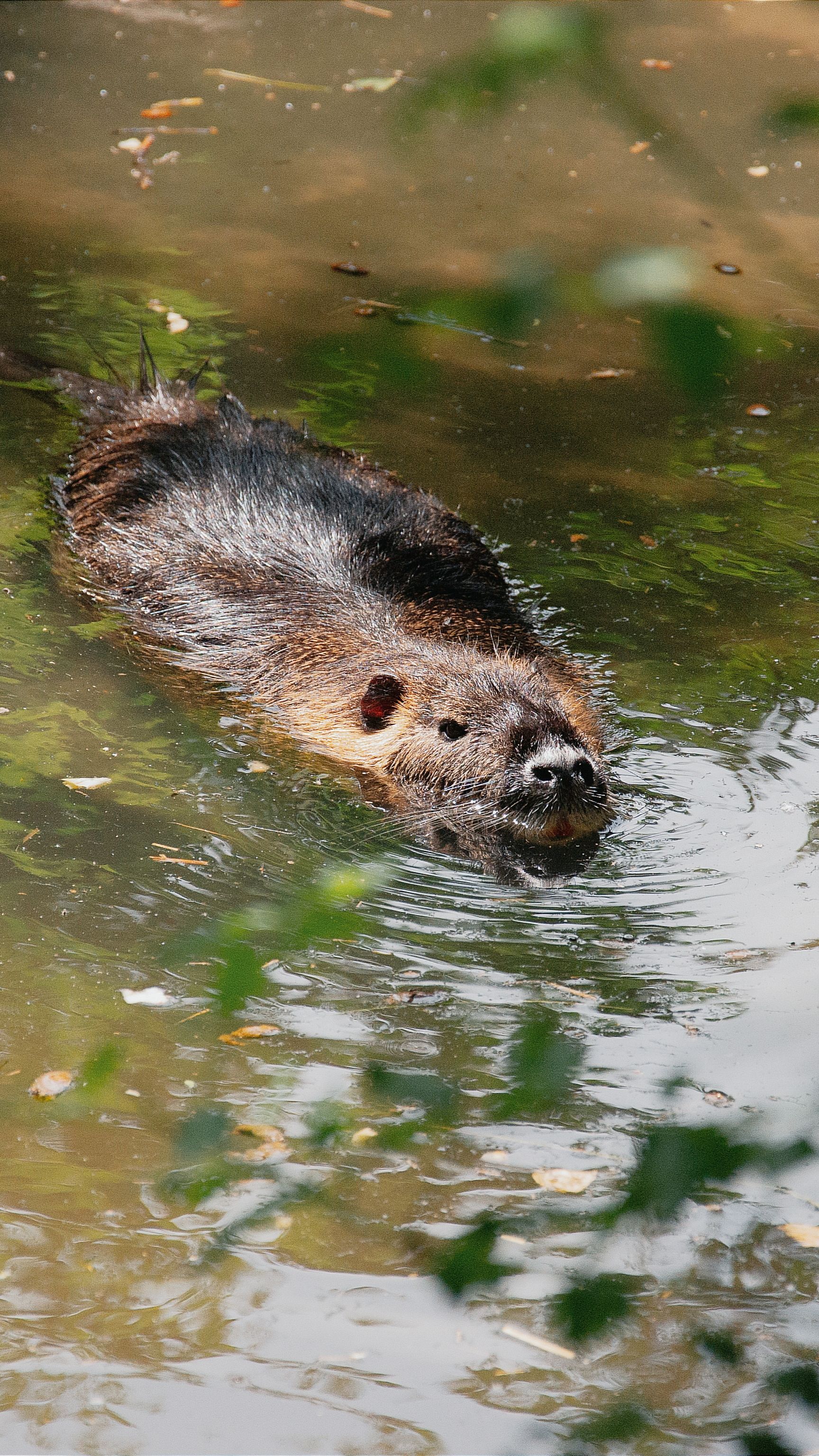 Nutria Swimming in a River · Free Stock Photo
