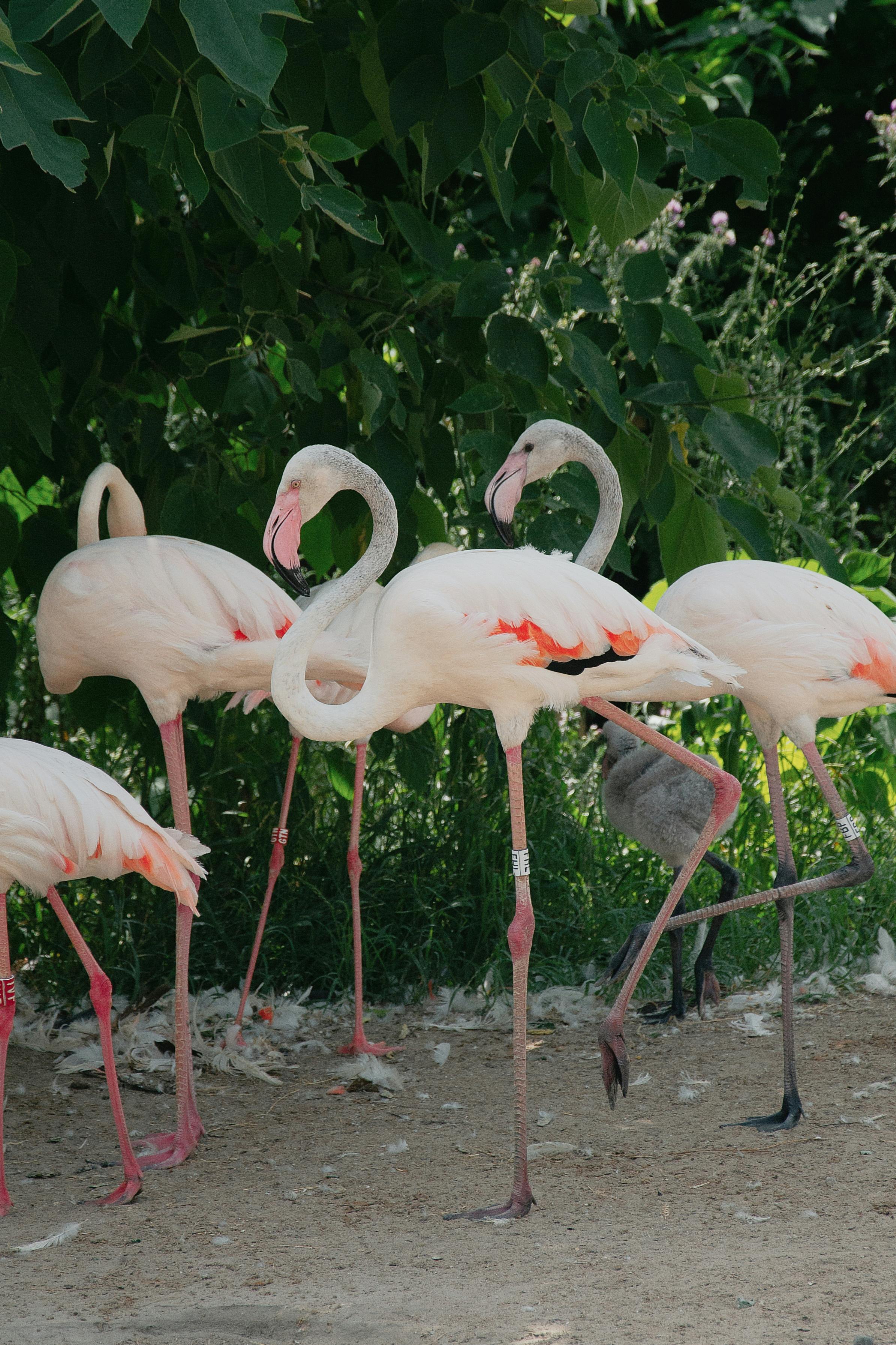 Greater Flamingos on the Water · Free Stock Photo