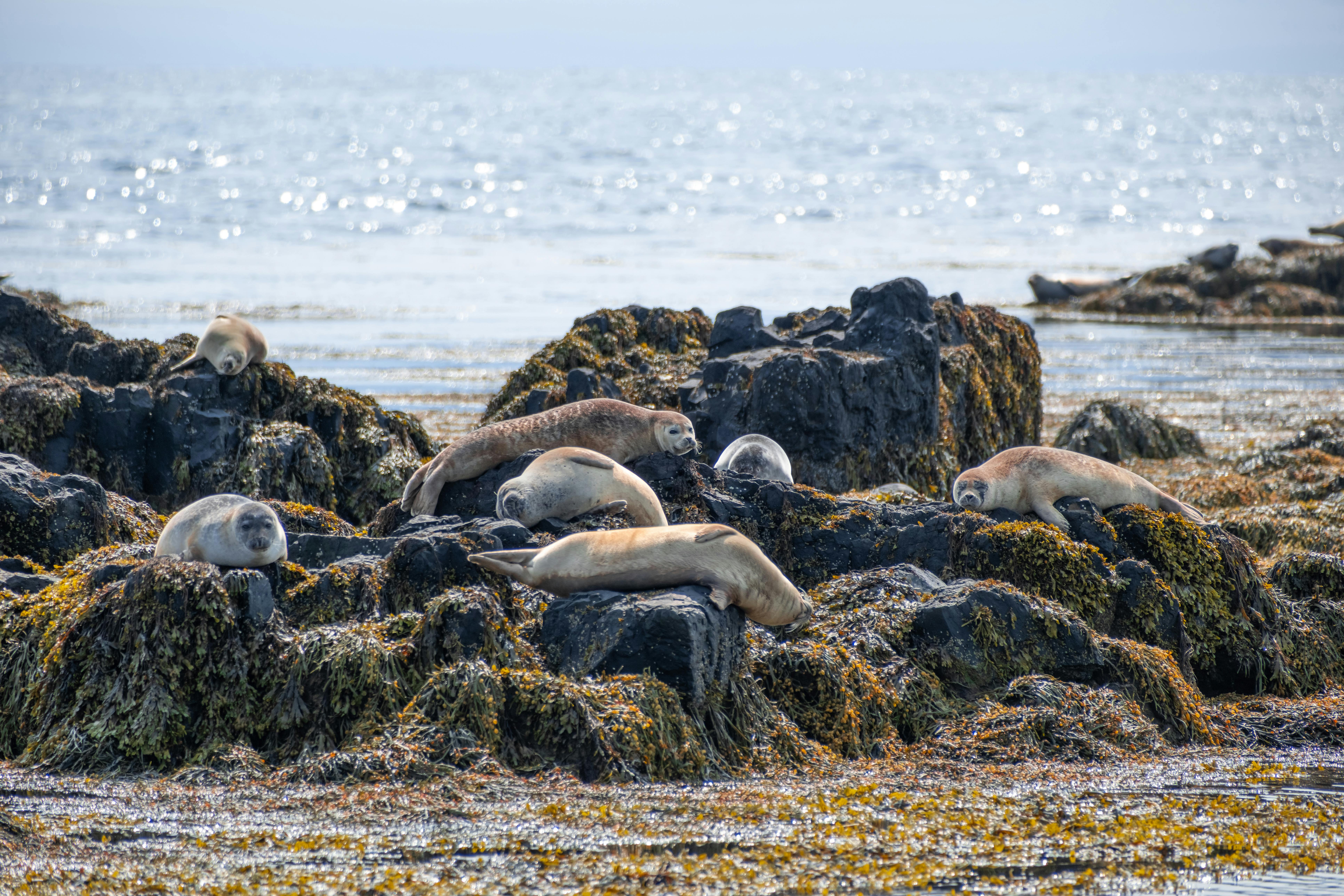 Rookeries Photos, Download The BEST Free Rookeries Stock Photos & HD Images