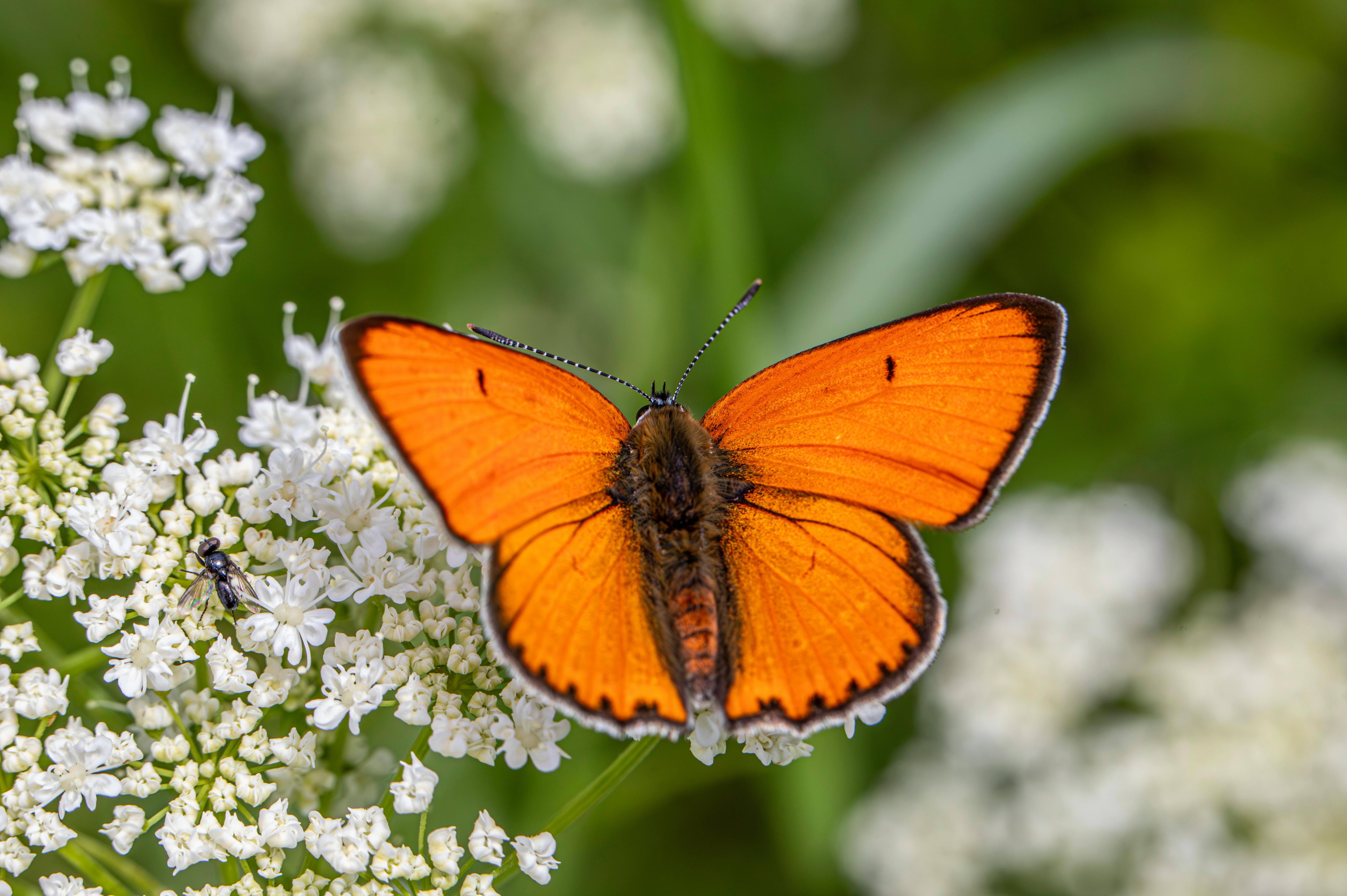 Large copper ( Lycaena dispar) · Free Stock Photo